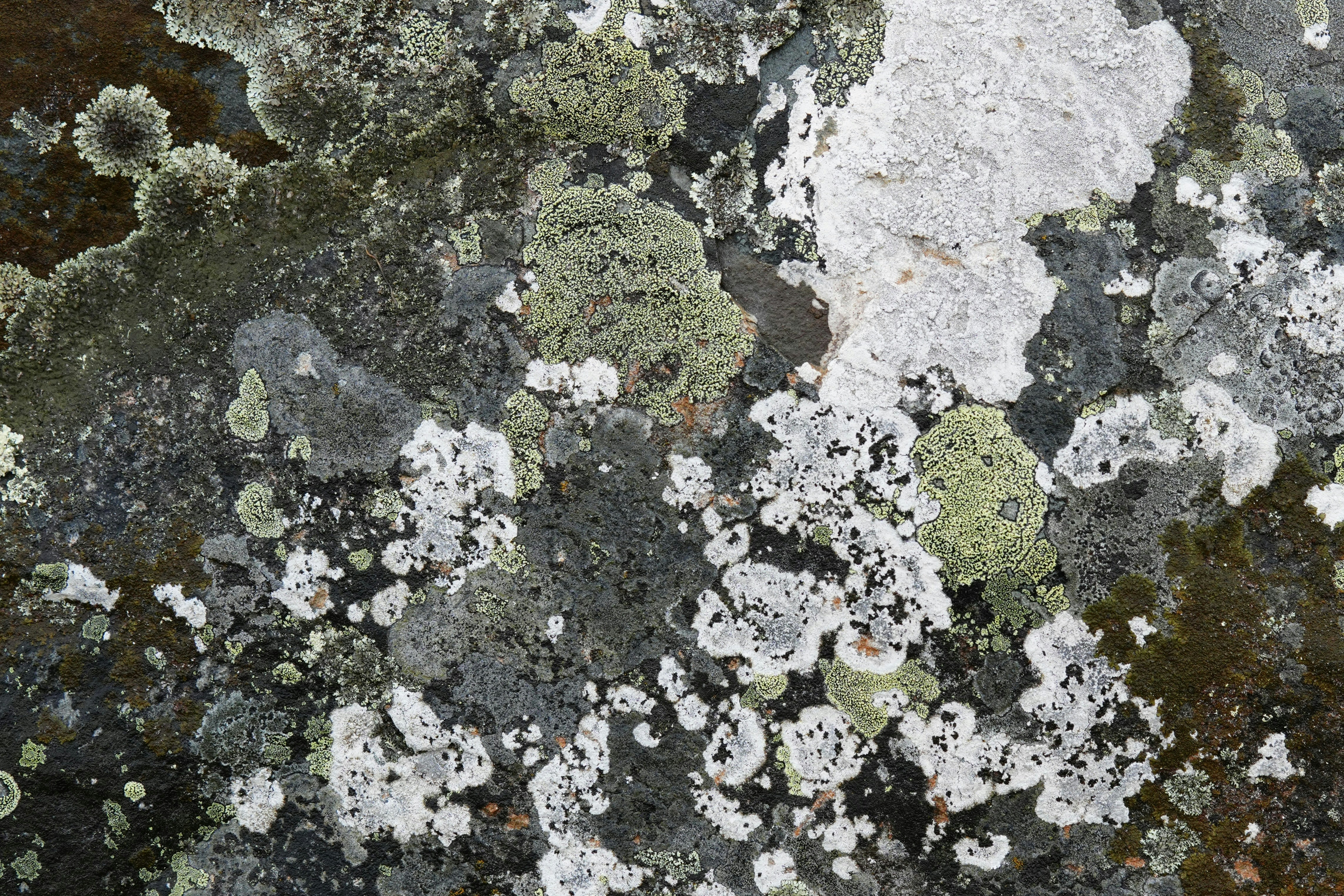 Lichen Mosaic: A Quiet Gallery of Moss, Mosses and Gray