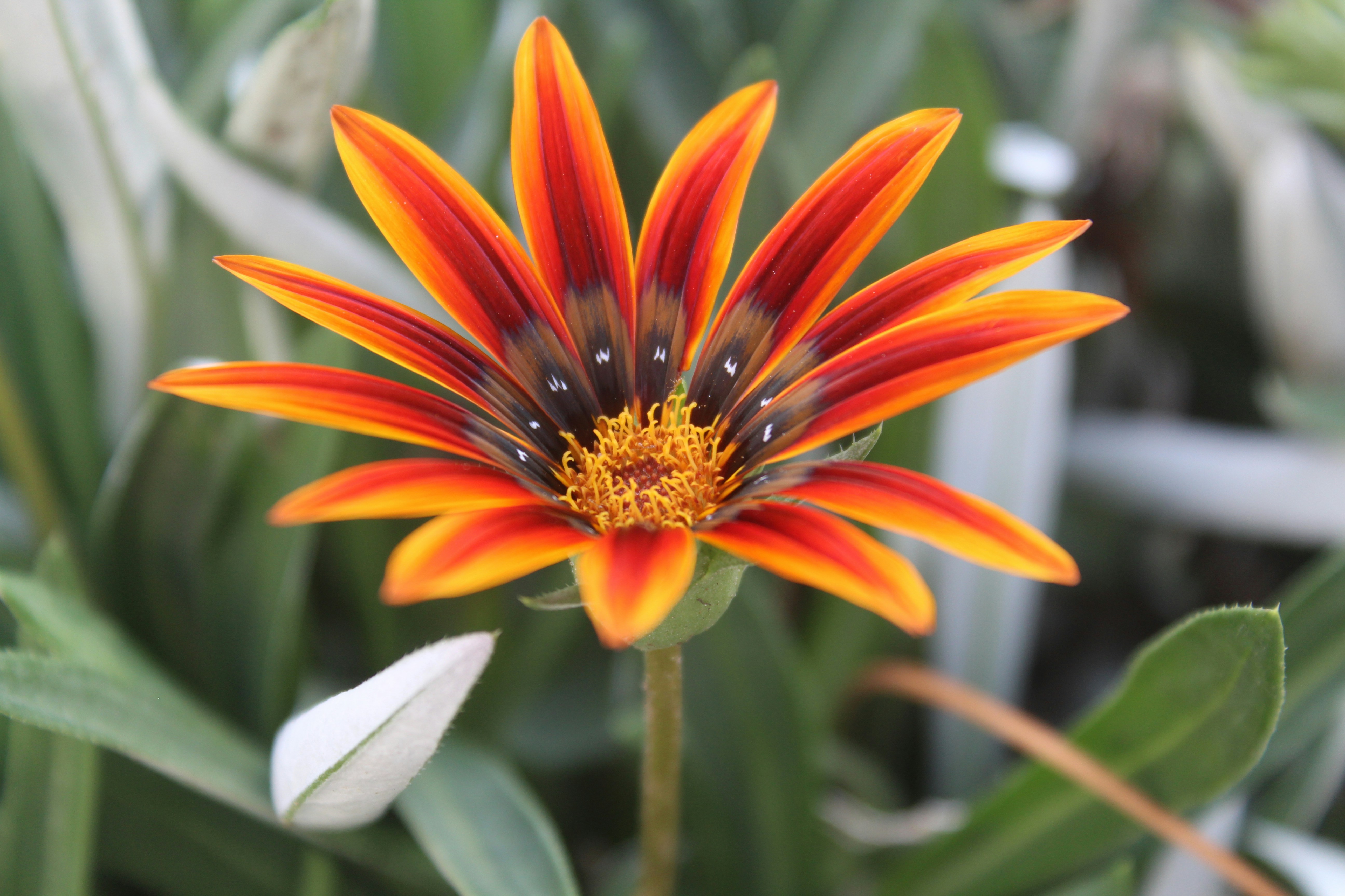 Solar Burst at the Center: A Close-Up of a Radiant Orange Flower