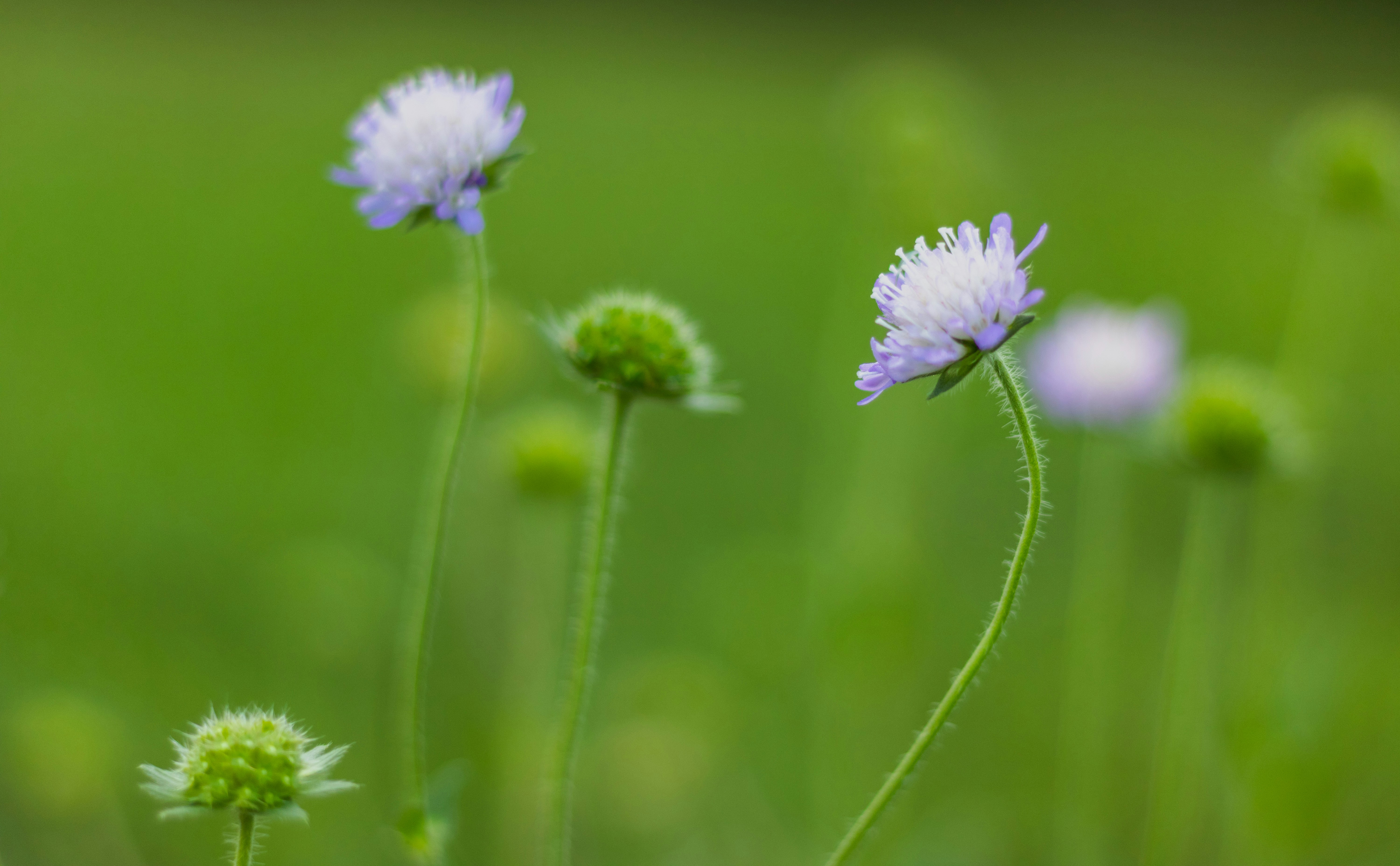 Lavender-tinted wildflowers reach toward a sunlit meadow with a blurred green backdrop. The shallow depth of field highlights the delicate petals and slender stems, suggesting a quiet, timeless moment in nature.