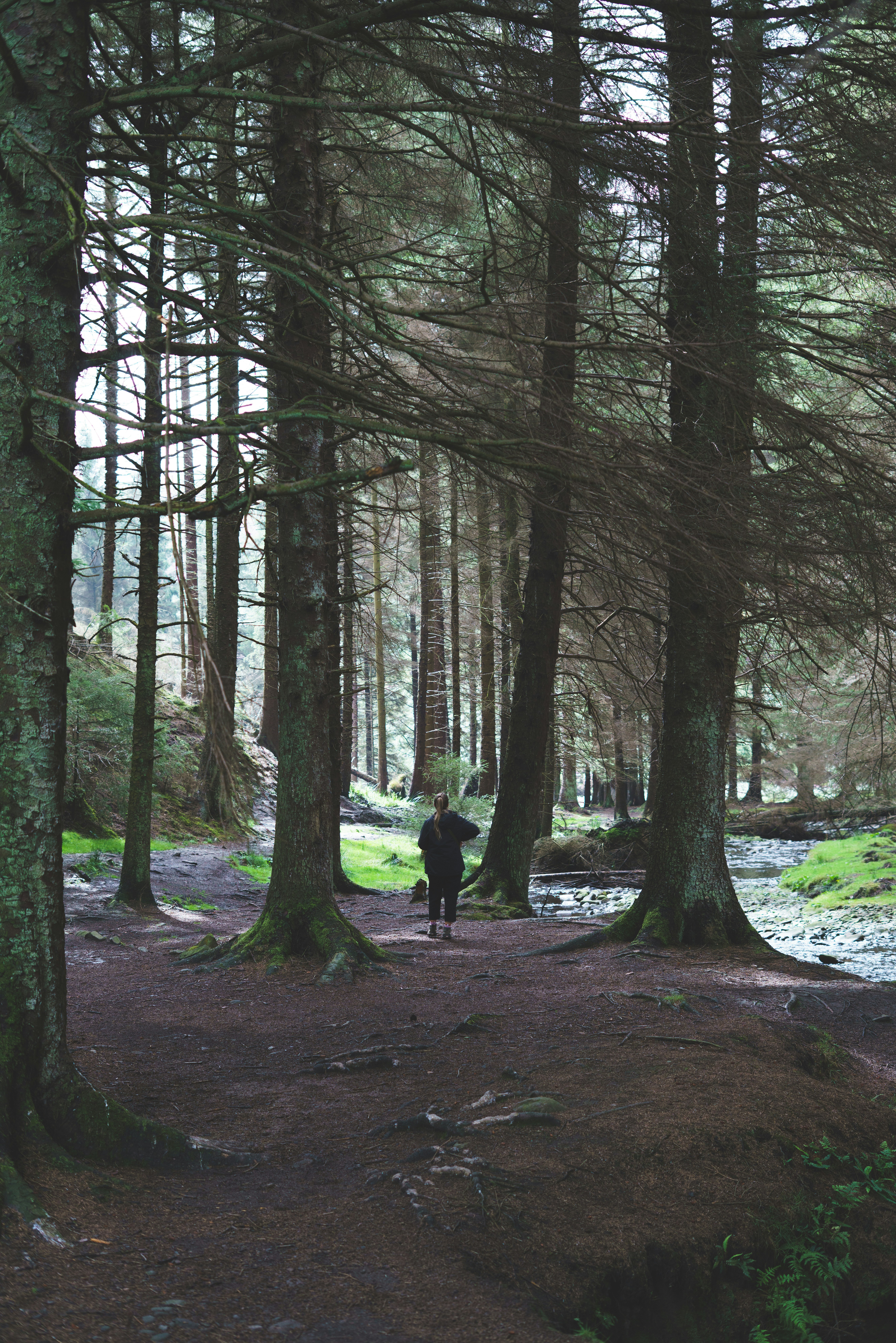 Forest Pathway with Lone Walker Bathed in Soft Dappled Light
