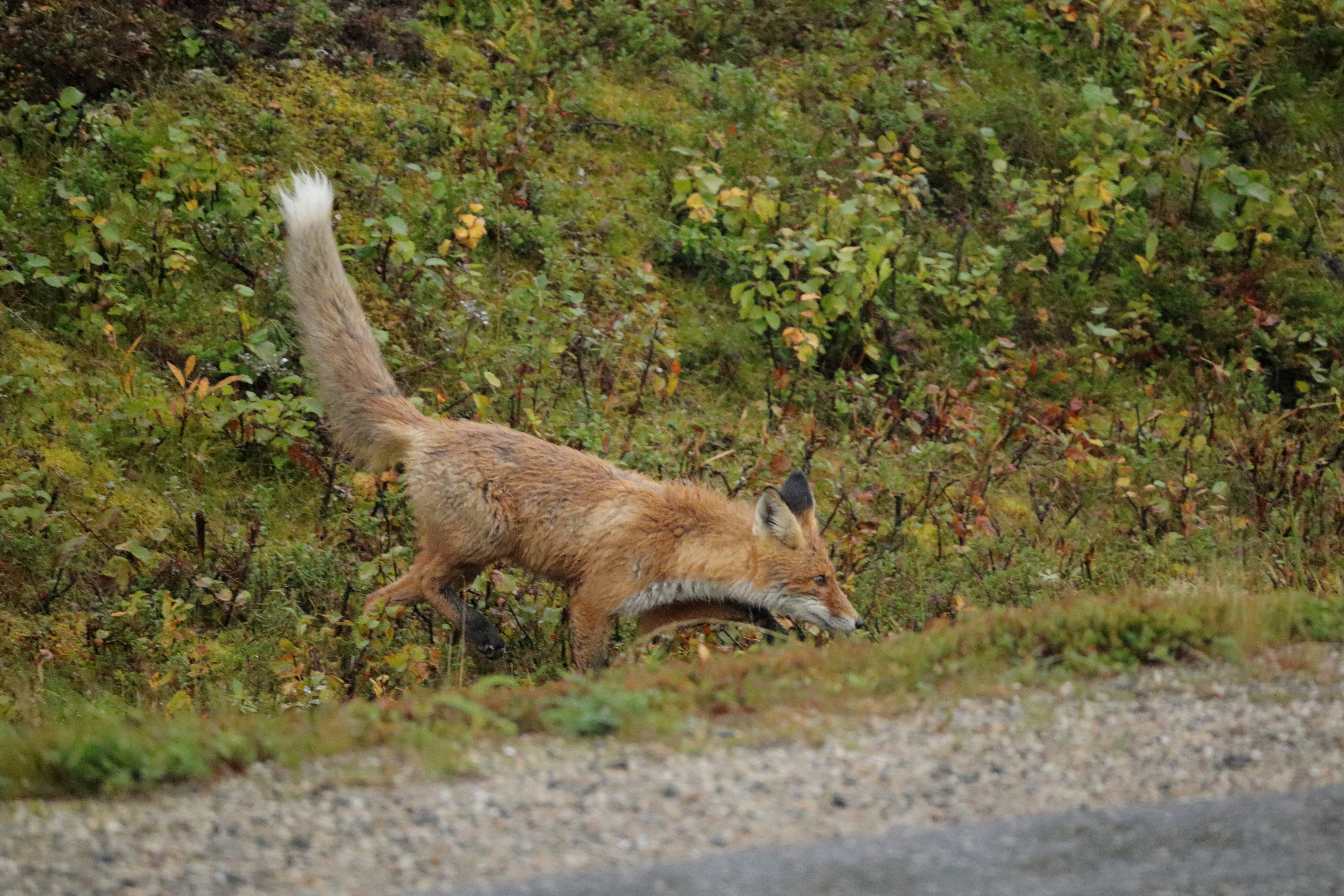 A red fox traverses a mossy, shrub-strewn roadside at the edge of a forest, captured at a low angle with a natural, earthy palette. This is a candid wildlife scene.