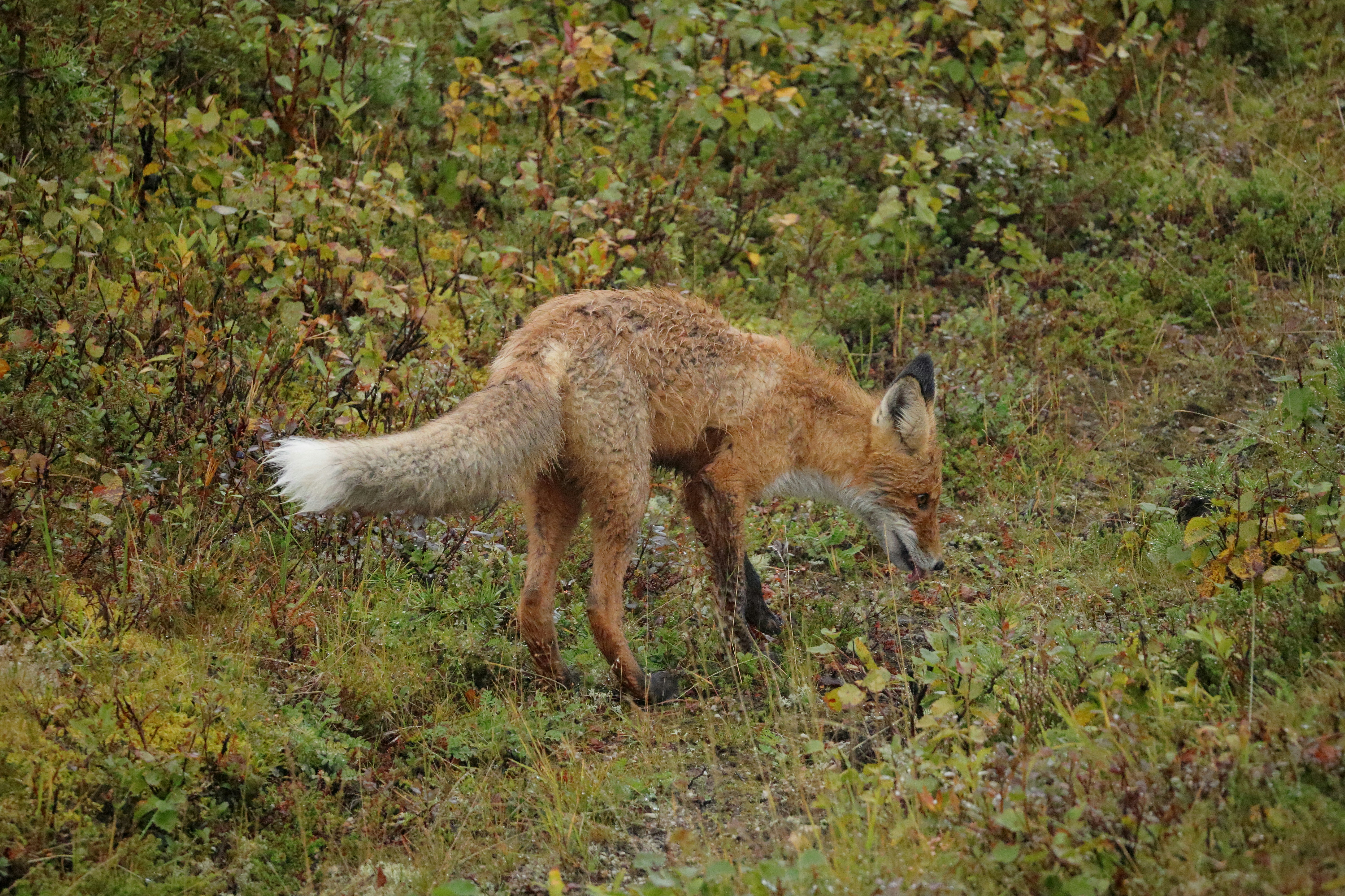 Bush Fox in Quiet Meadow