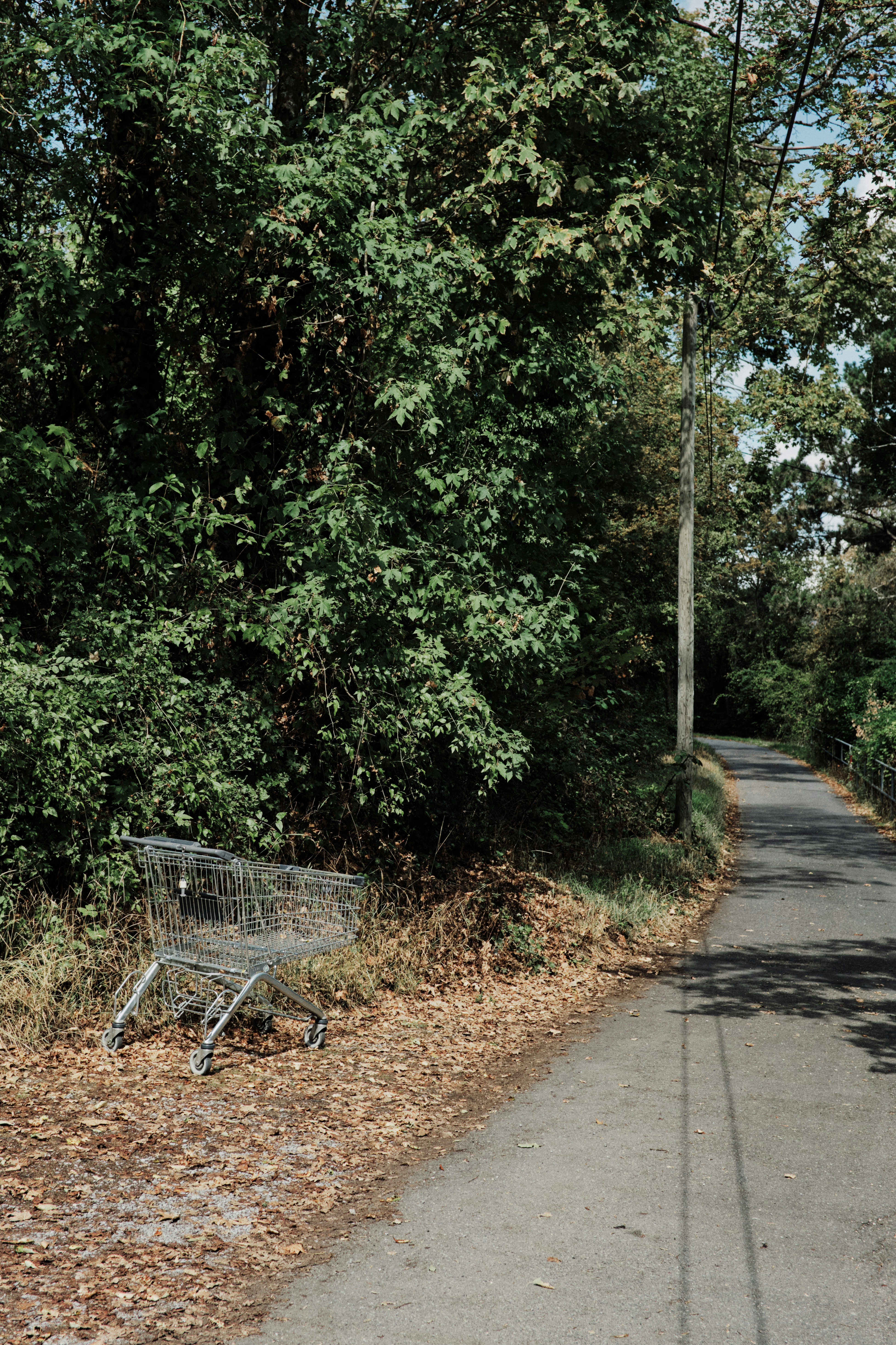 A lone shopping cart rests by the edge of a narrow paved path, shaded by dense trees and bushes along a quiet street.