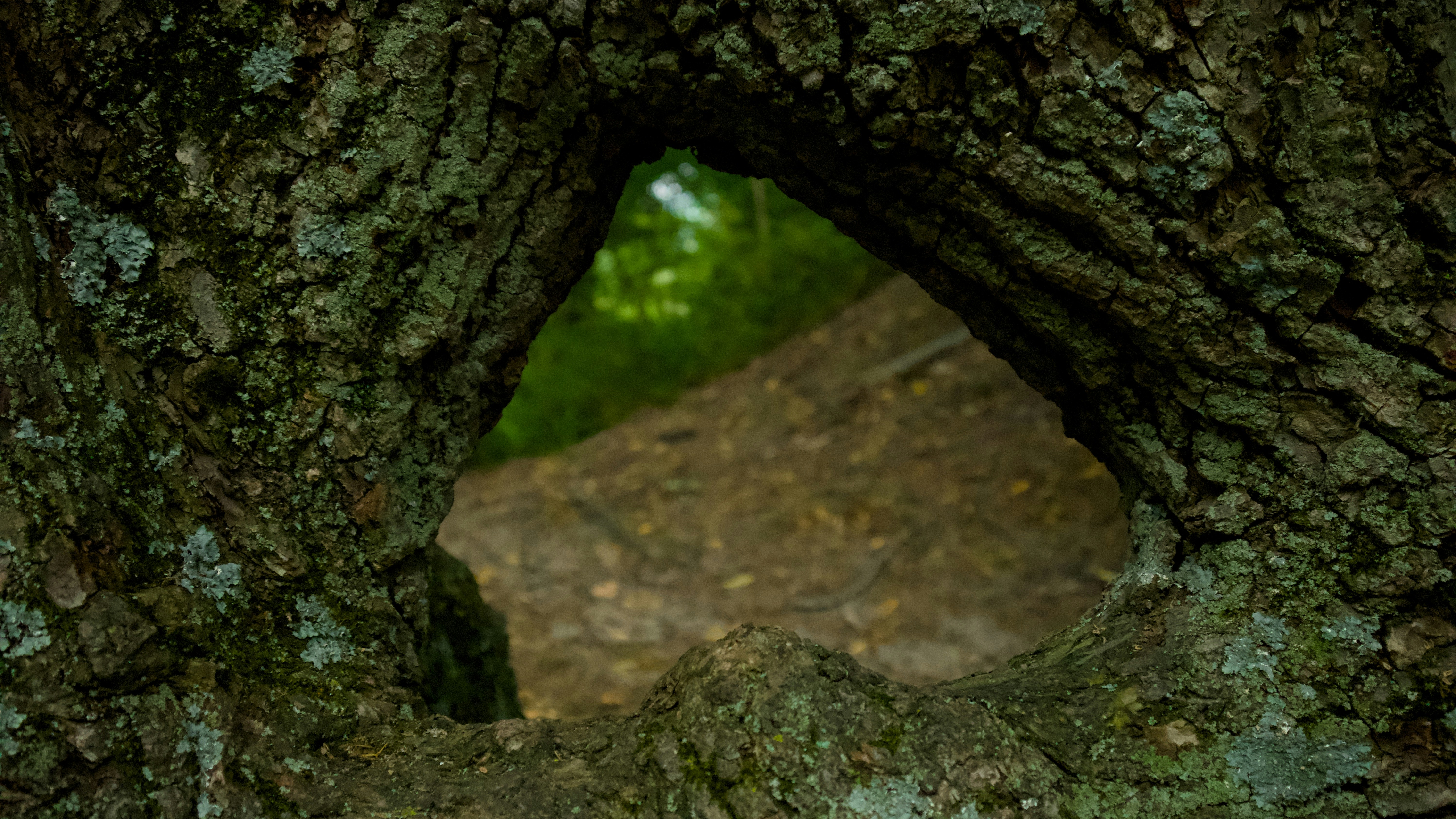 A Forest Through the Knotted Arch