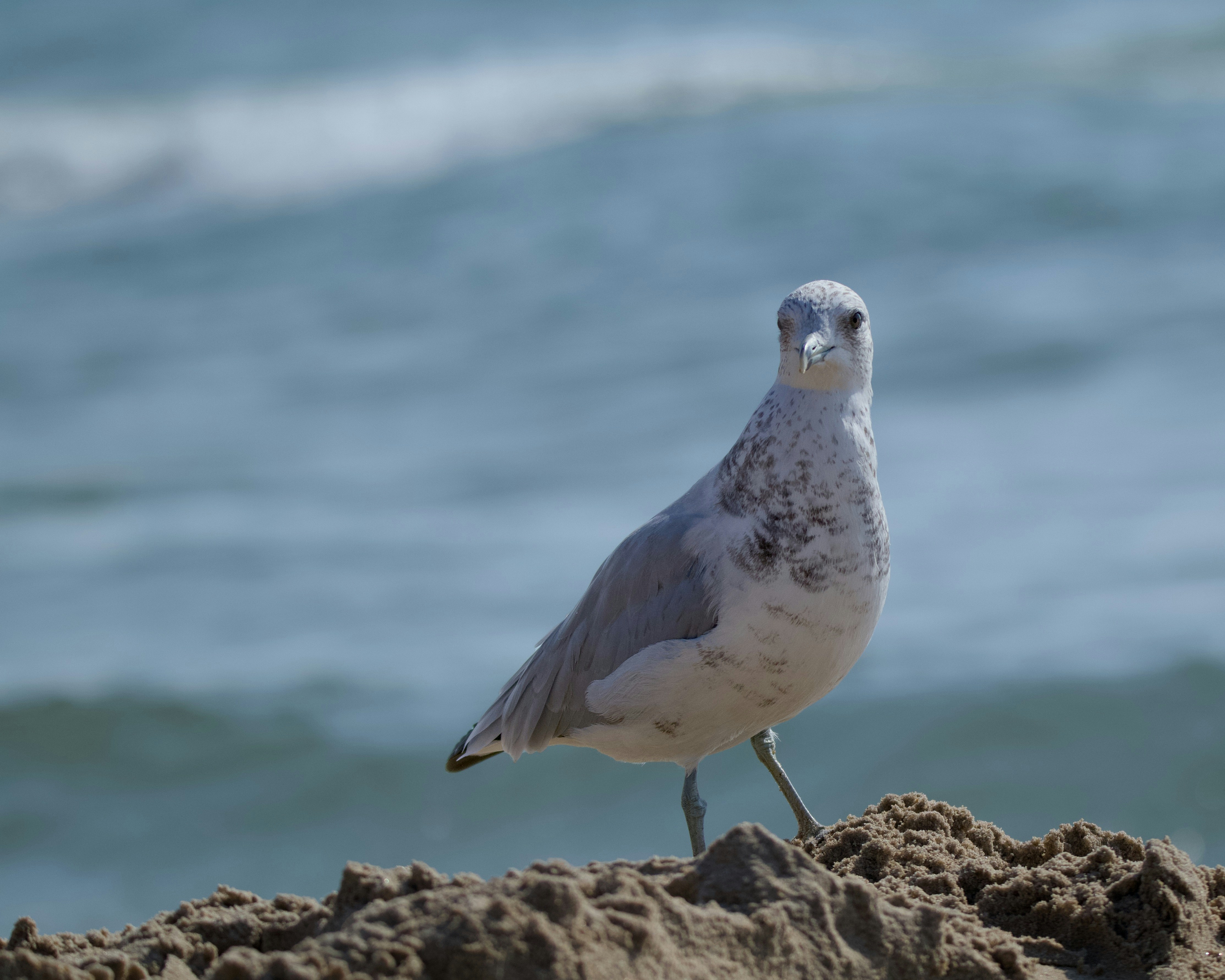 Coastal Seabird Stand: Focused on the Gulls' Gaze
