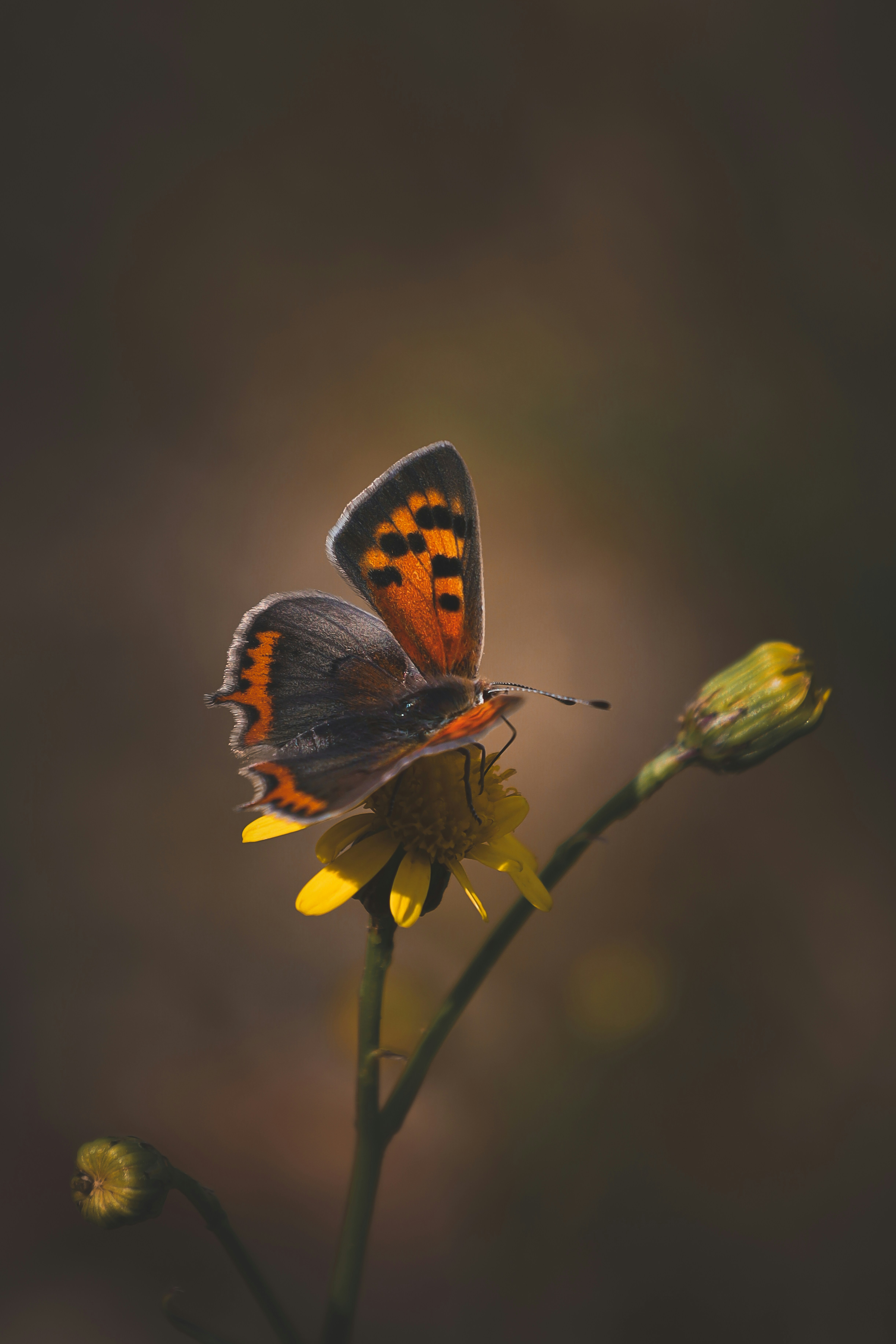 Butterfly on a Golden Bloom: A Moment of Quiet Color