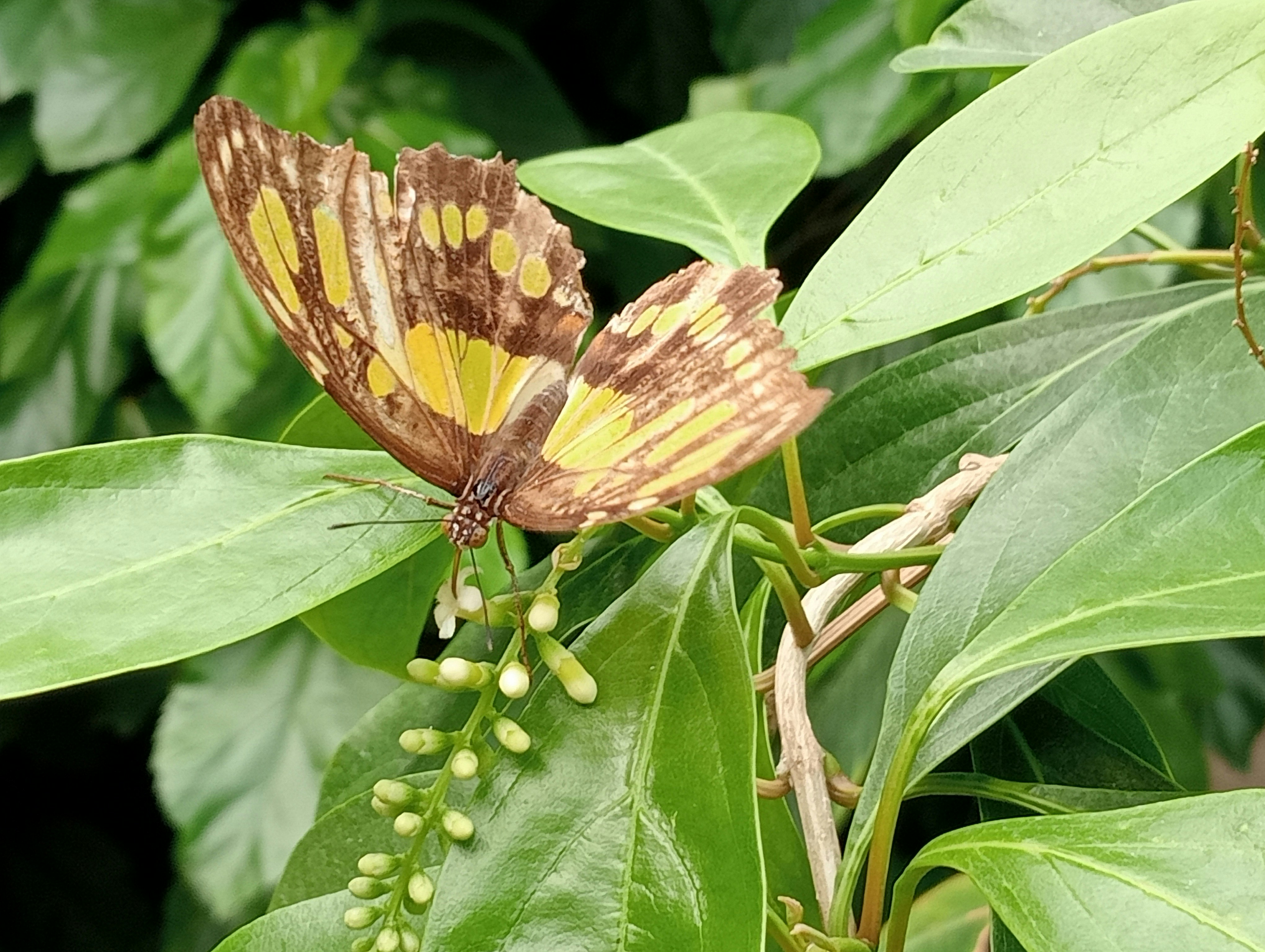 A brown and yellow butterfly resting on a cluster of small white buds