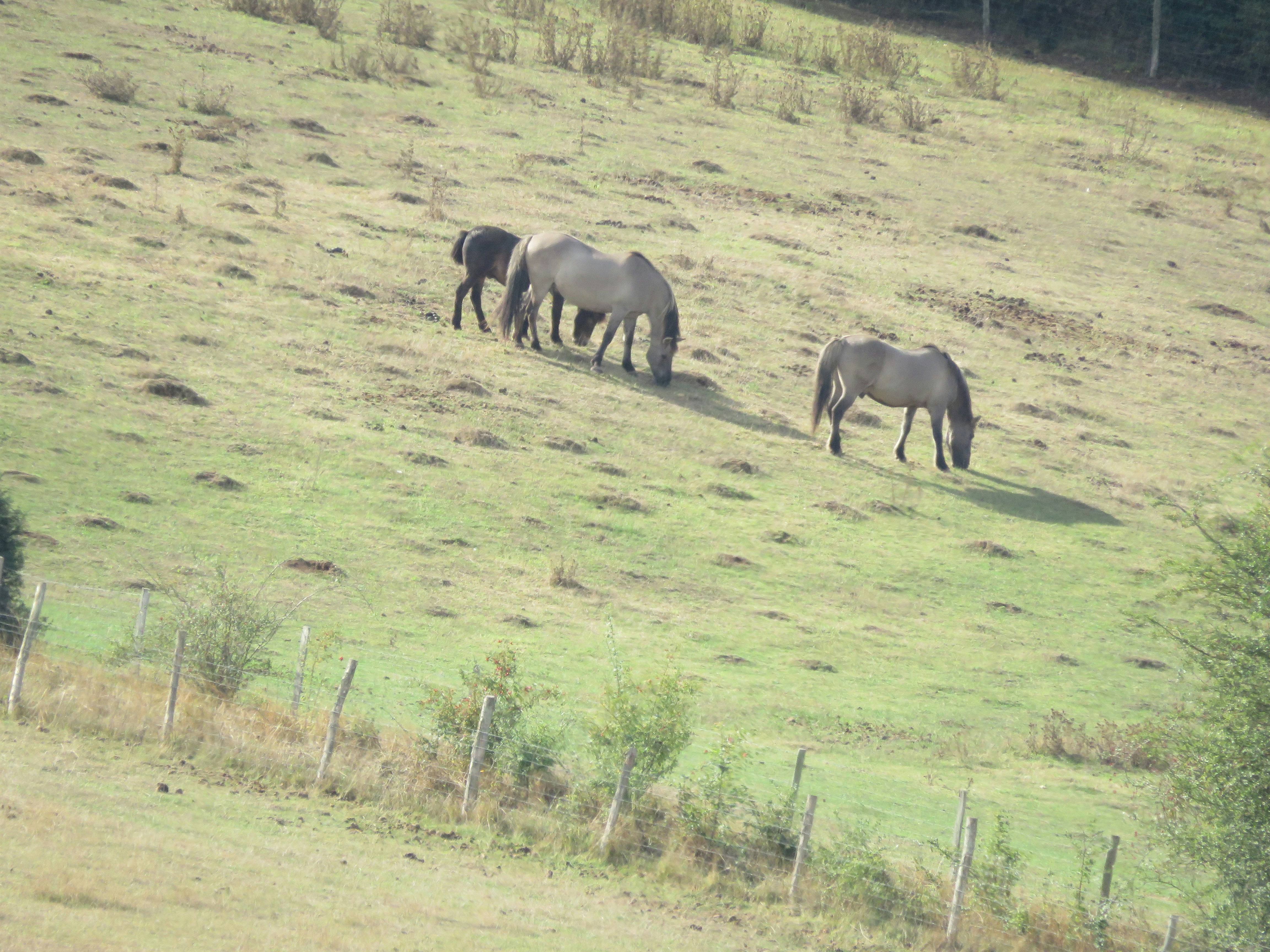 Pasture of Quiet Giants: Horses on a Sloped Meadow