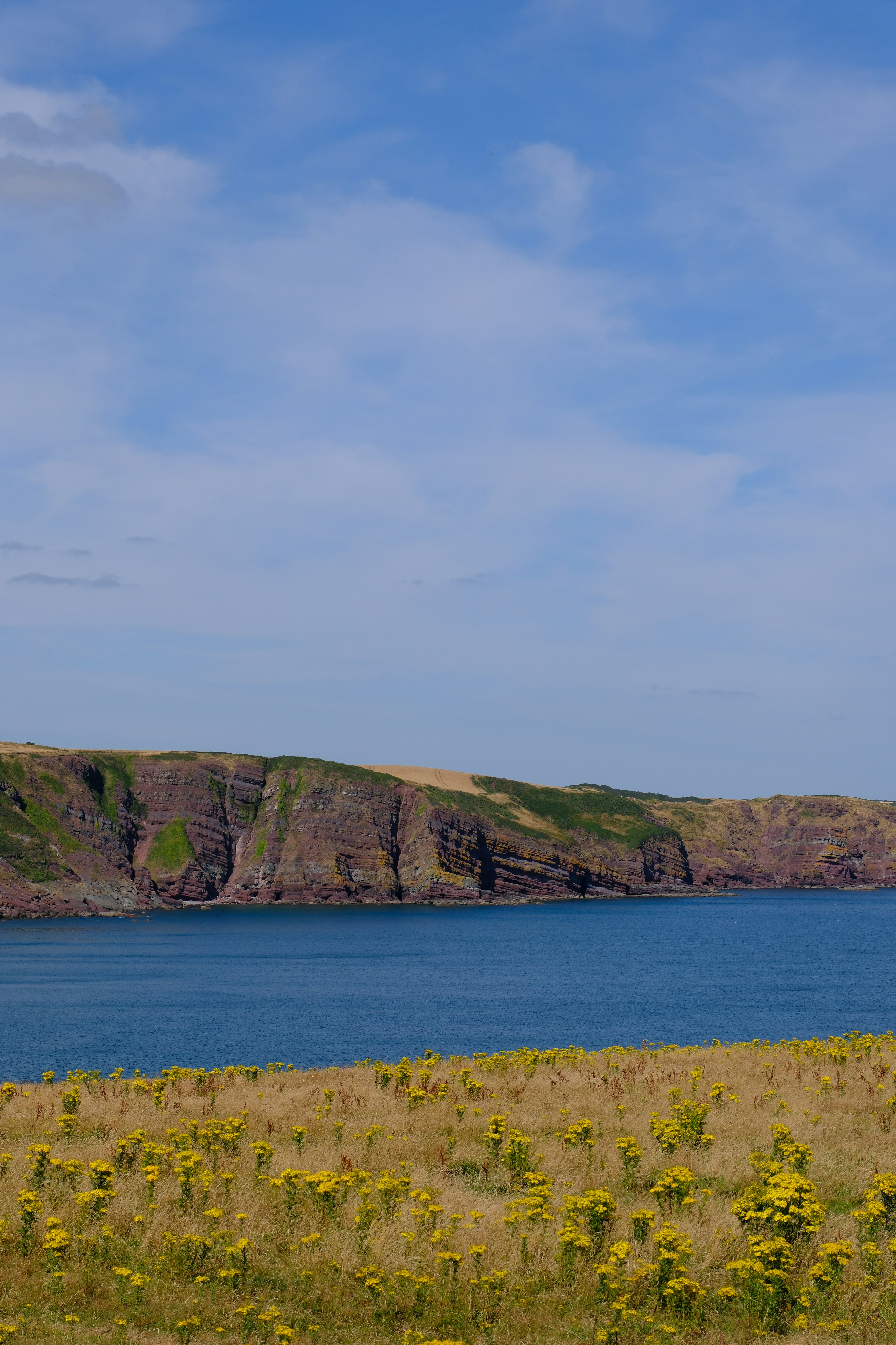 Coastal Cliffs Meet Golden Field Under Open Sky