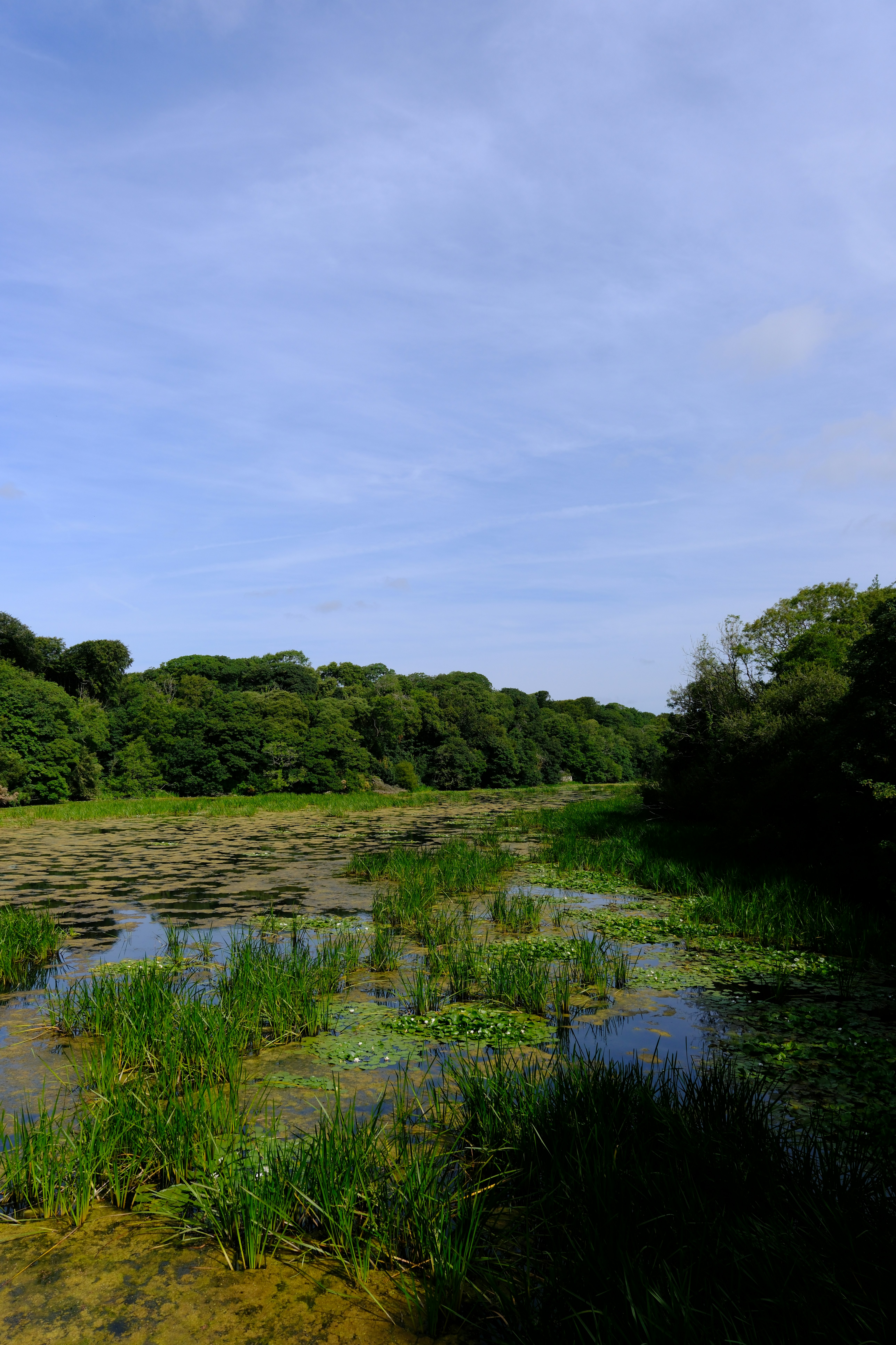 Verdant Wetland Vista Under Broad Sky