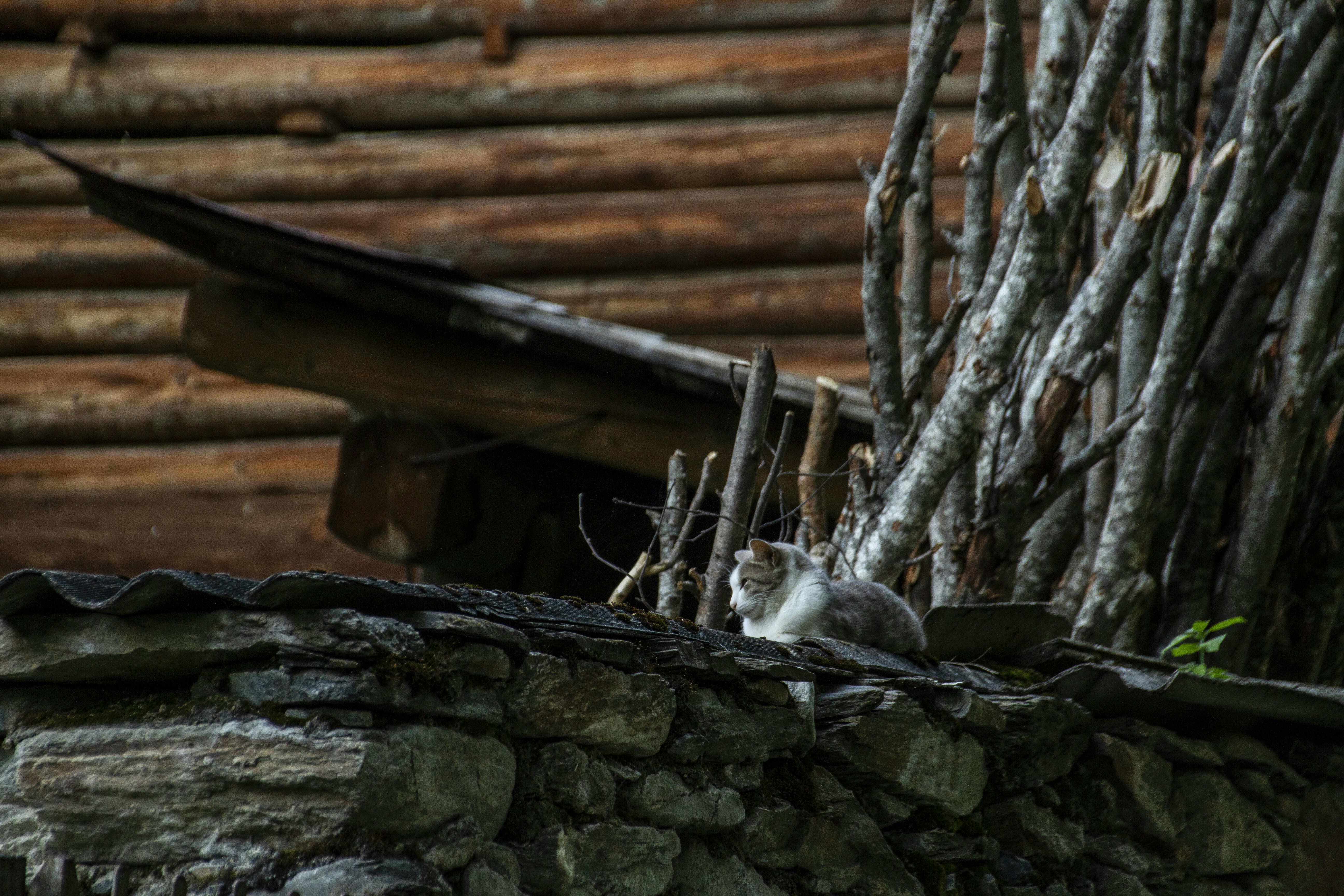 Hidden Cat Among Weathered Wood and Stone