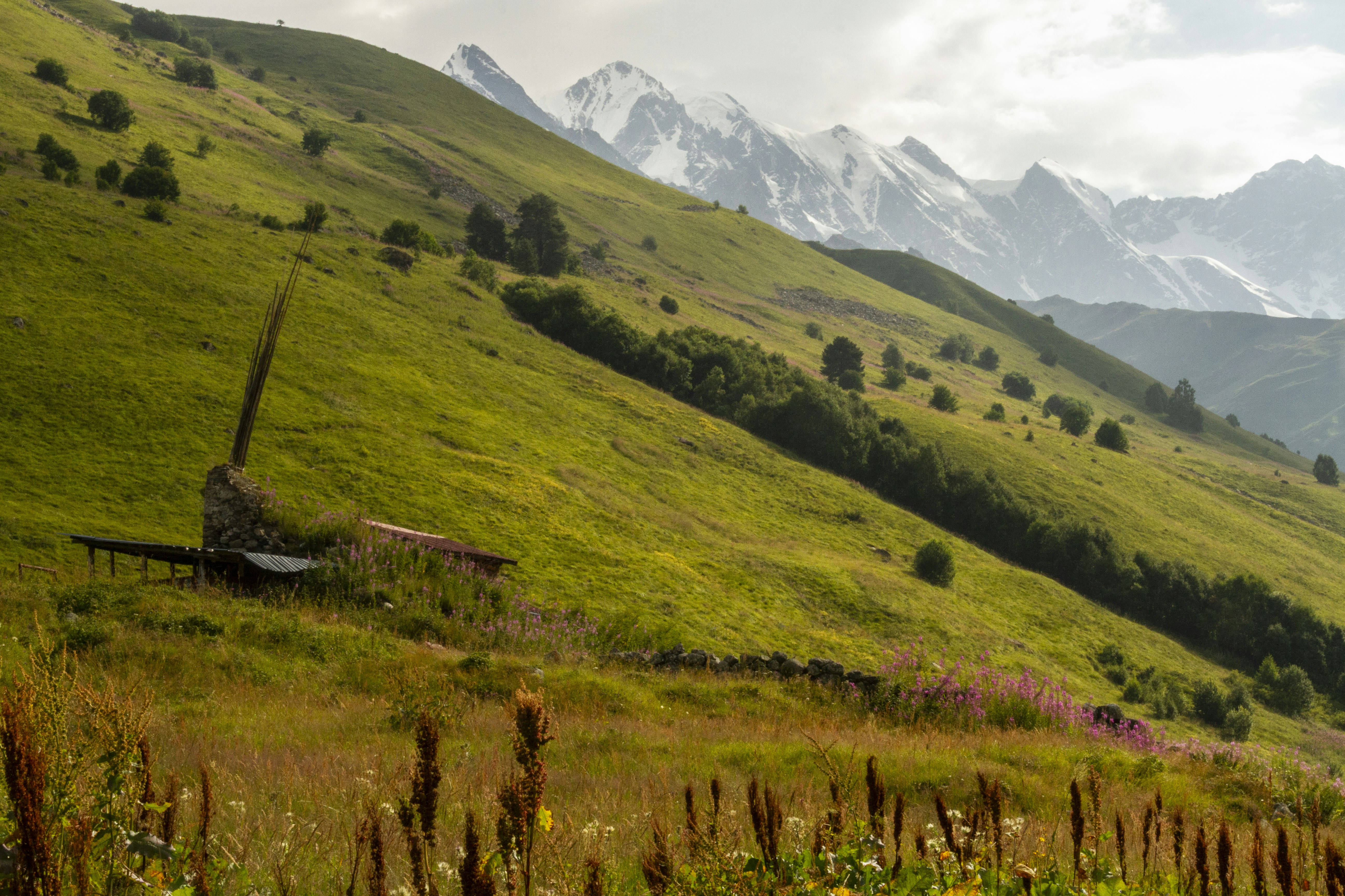 Pastoral Ridge: Wildflowers, Dolomite-like Peaks, and a Weathered Shelter
