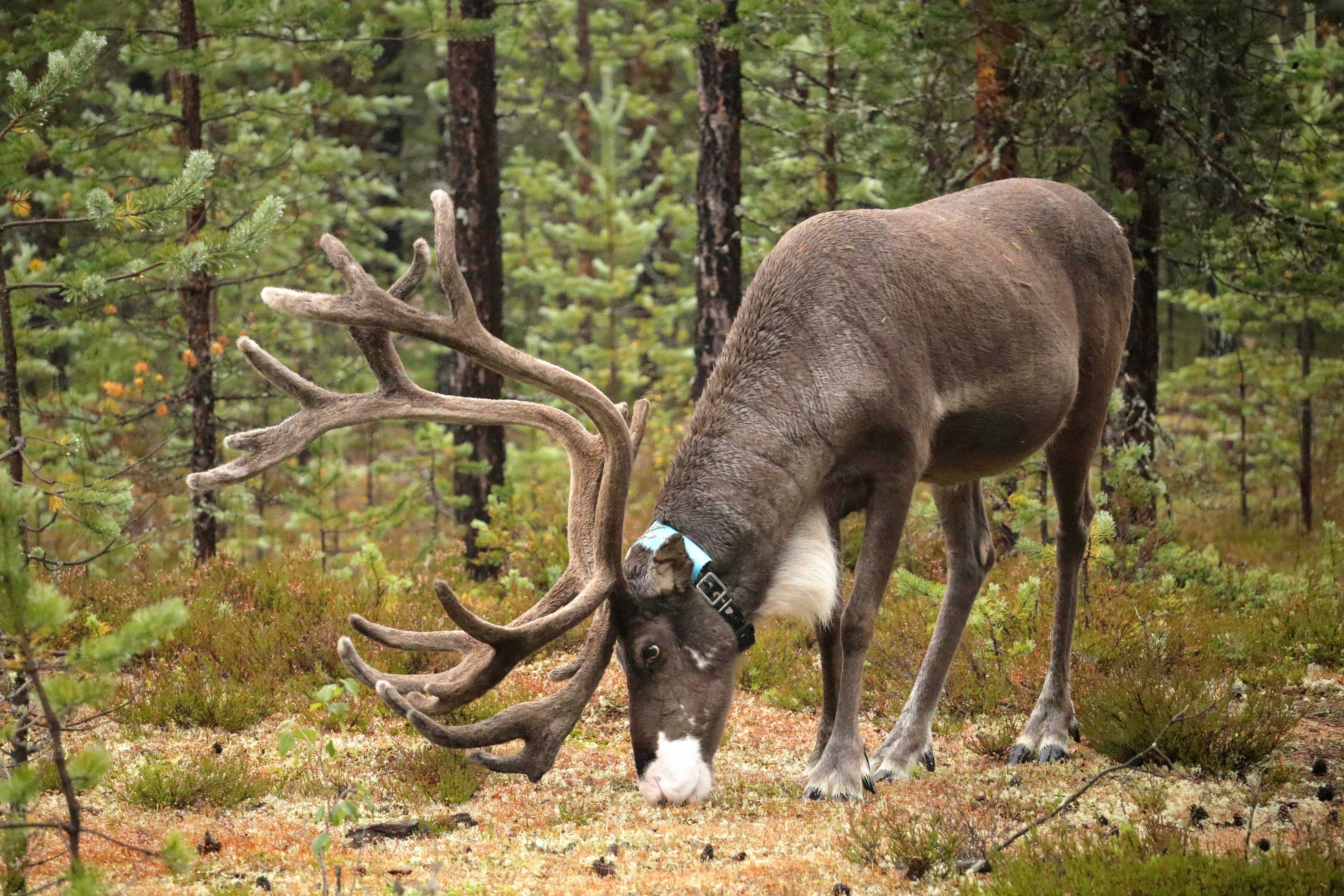 Majestic Stomp: A Bull Elk Feeds in Quiet Pines