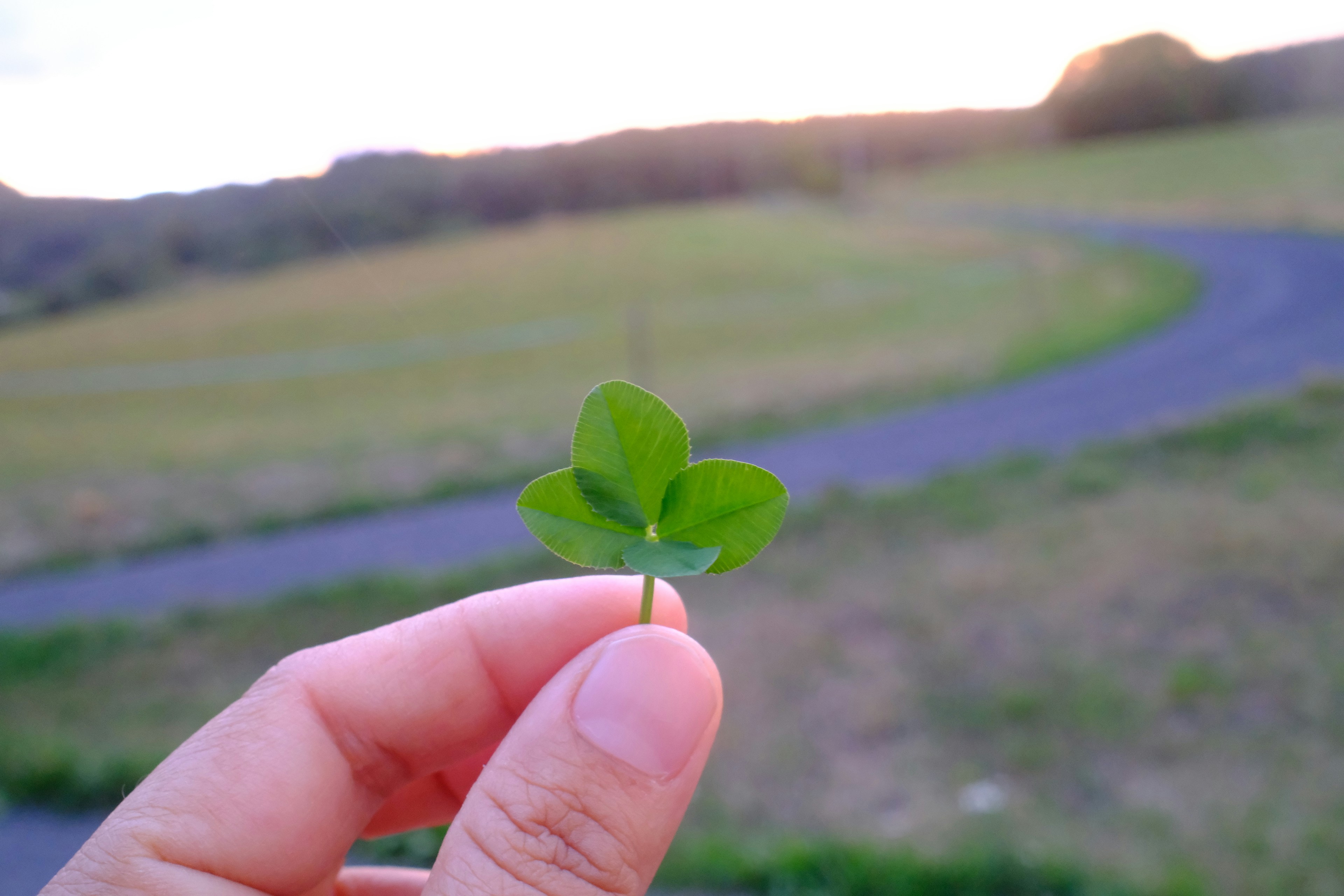  deft clover held against a winding country path