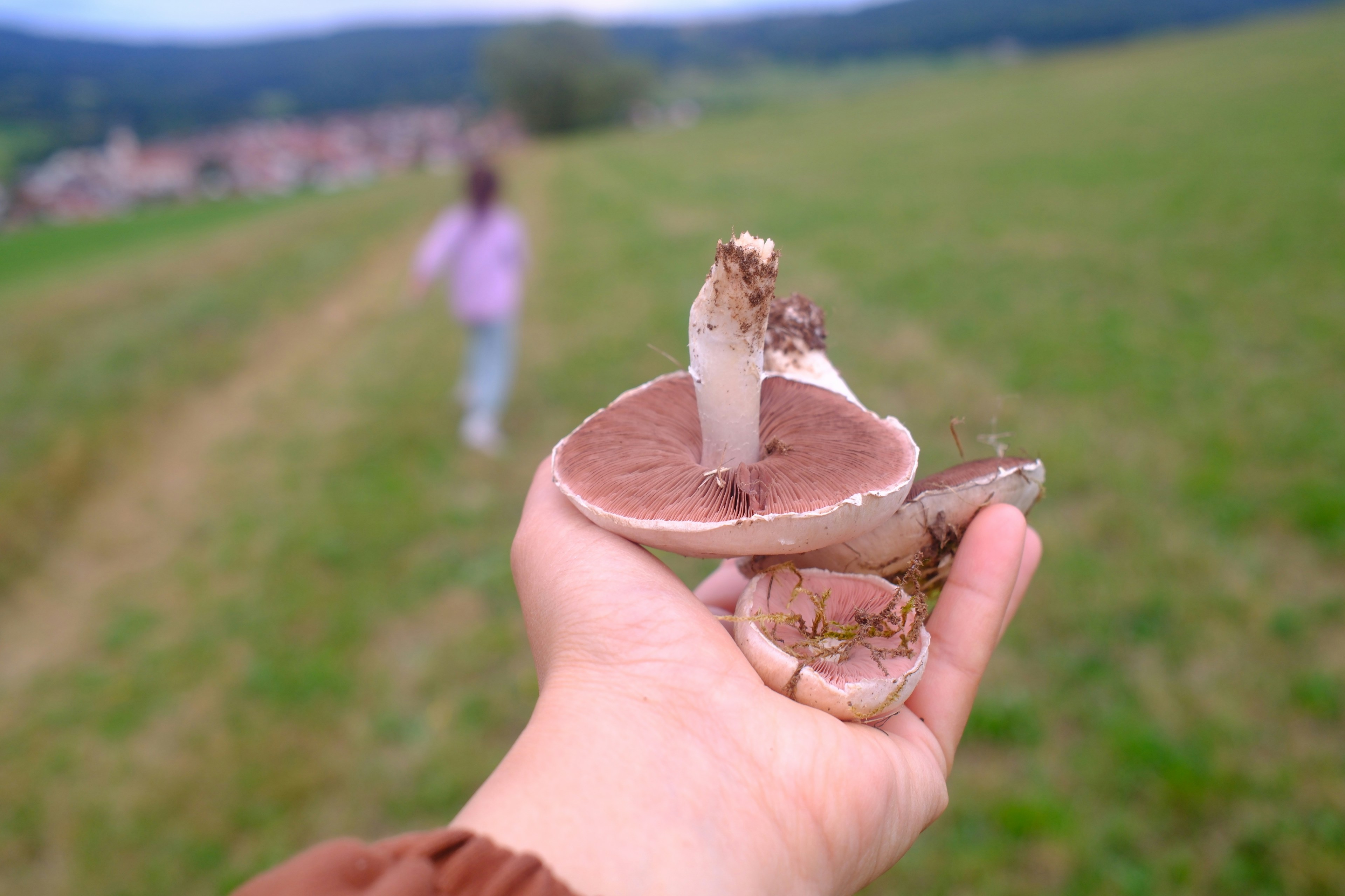 Handful of Mushrooms in a Green Field with a Hiker in the Background