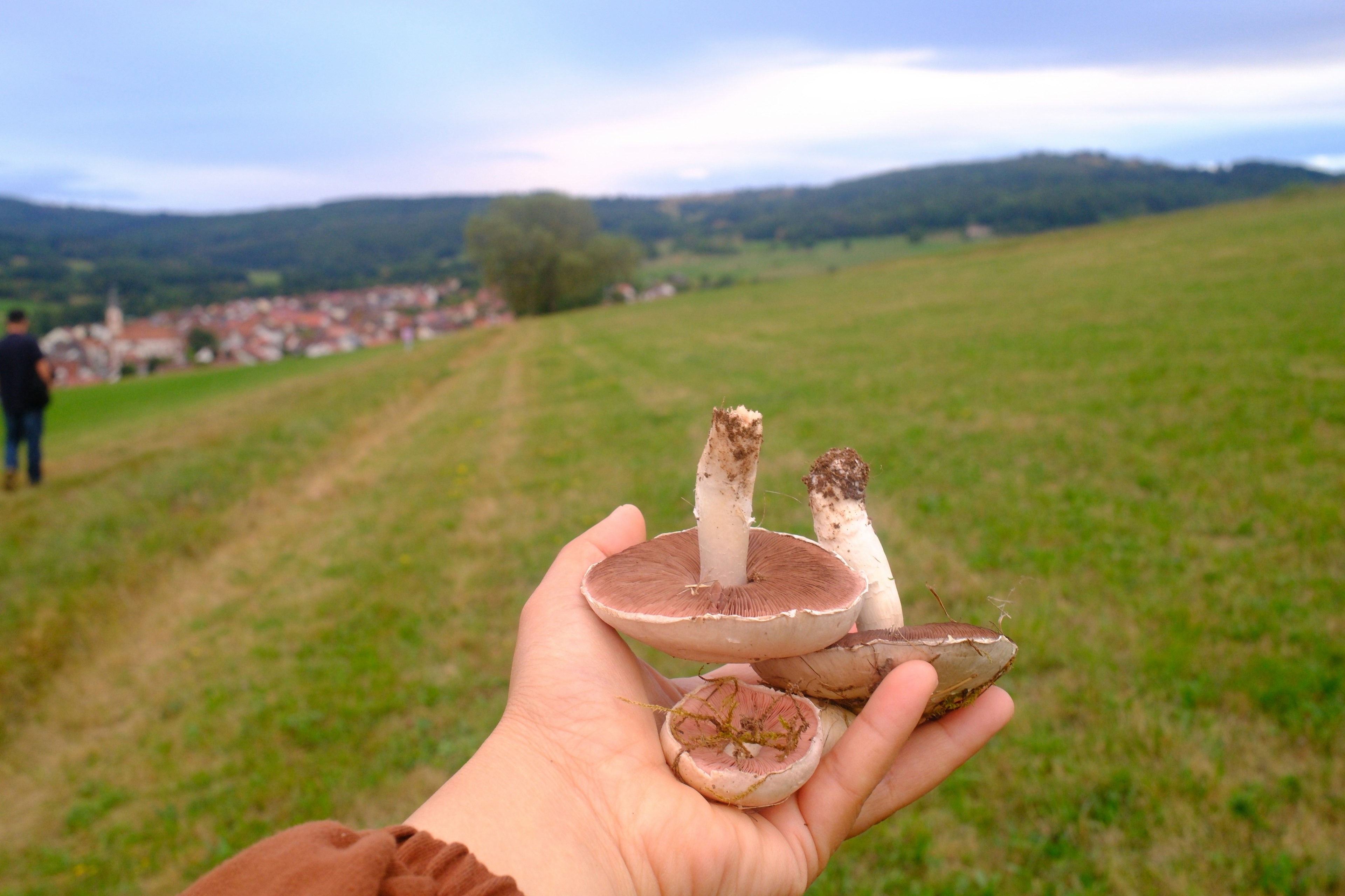 Mushroom Handful: A Field-side Moment in Soft Evening Light