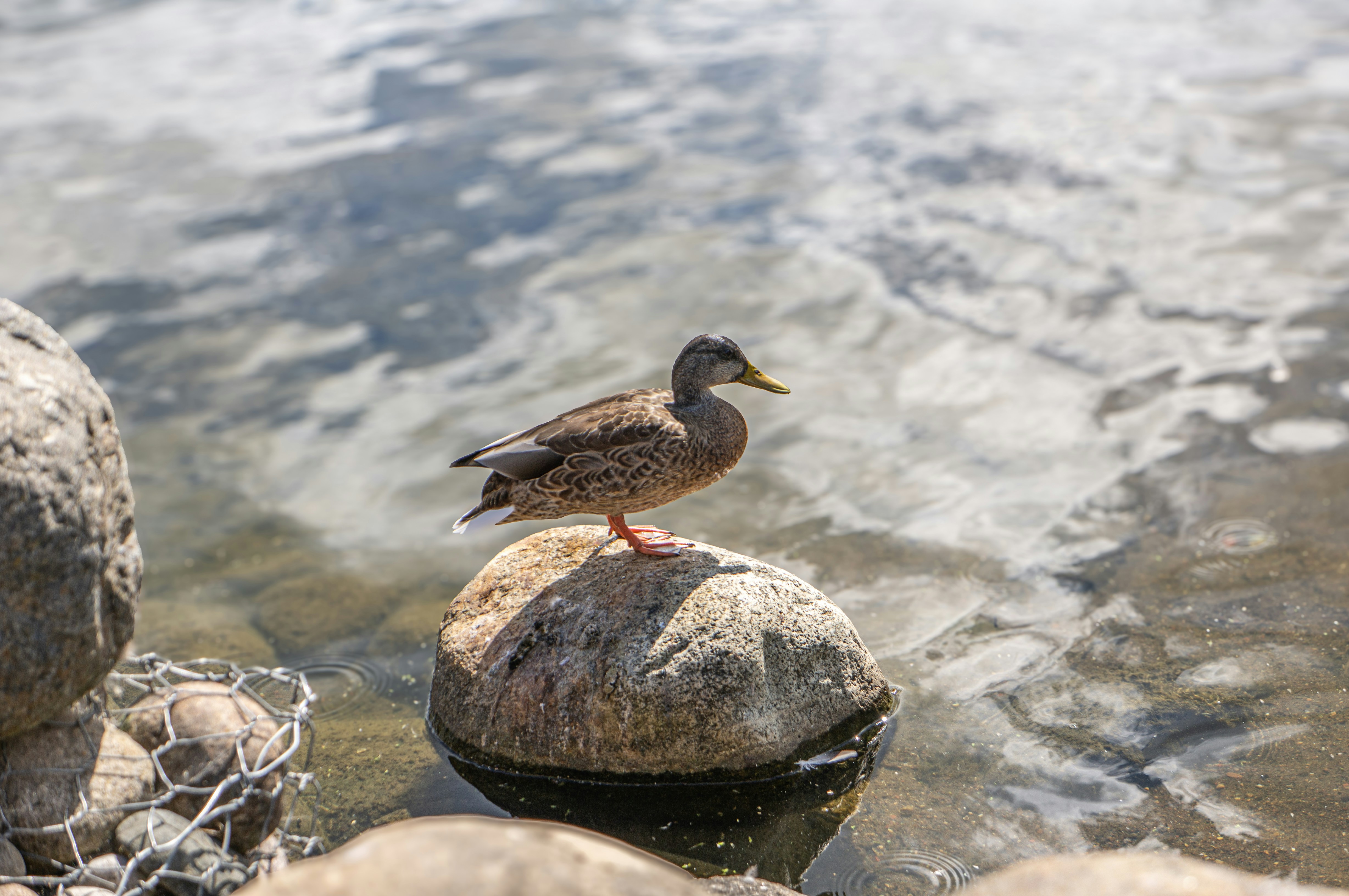 A duck stands on a sunlit rock near the water's edge, with smooth waves and stones in the background.