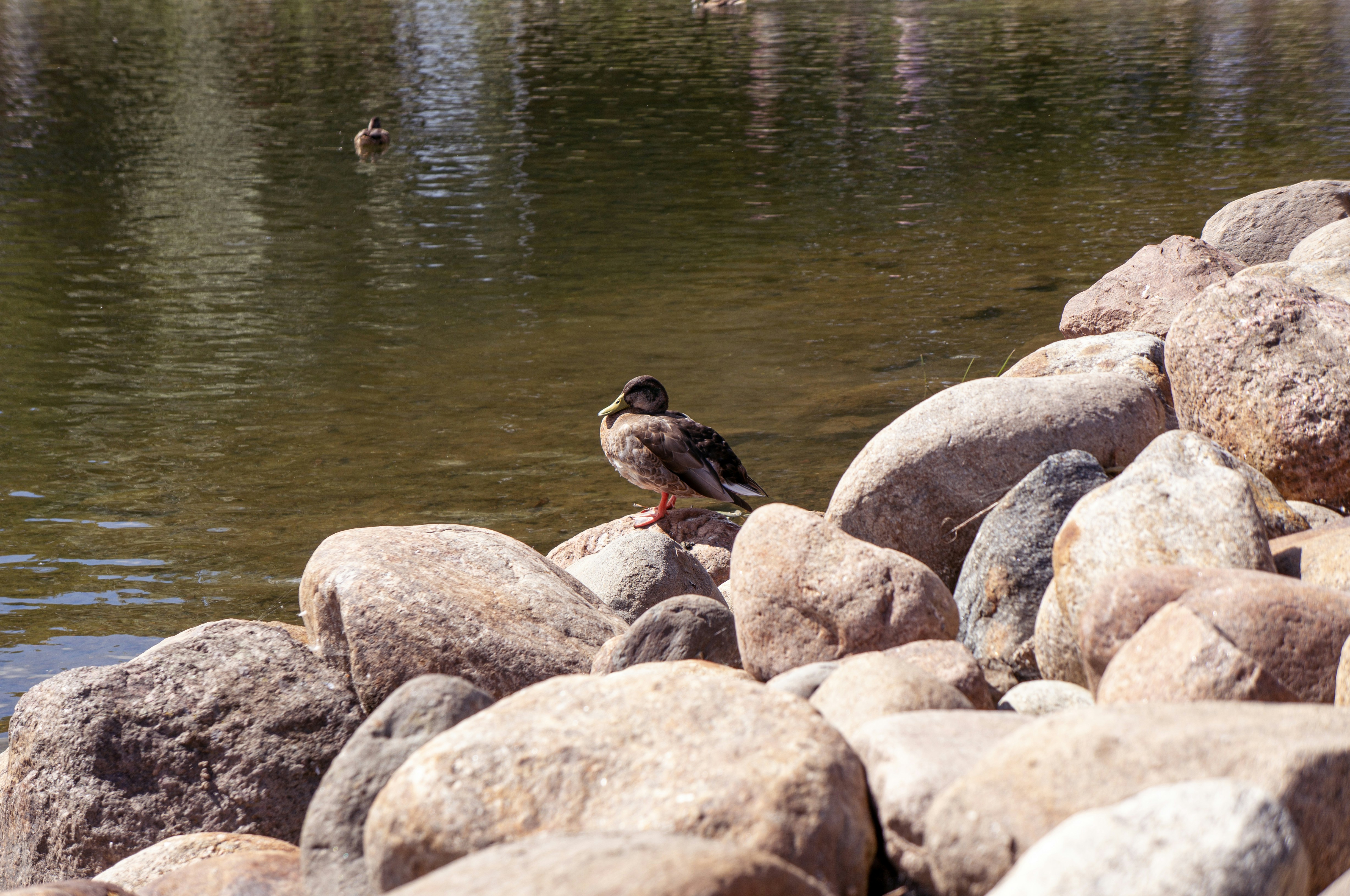 Duck Resting Among River Stones at Dusk Light