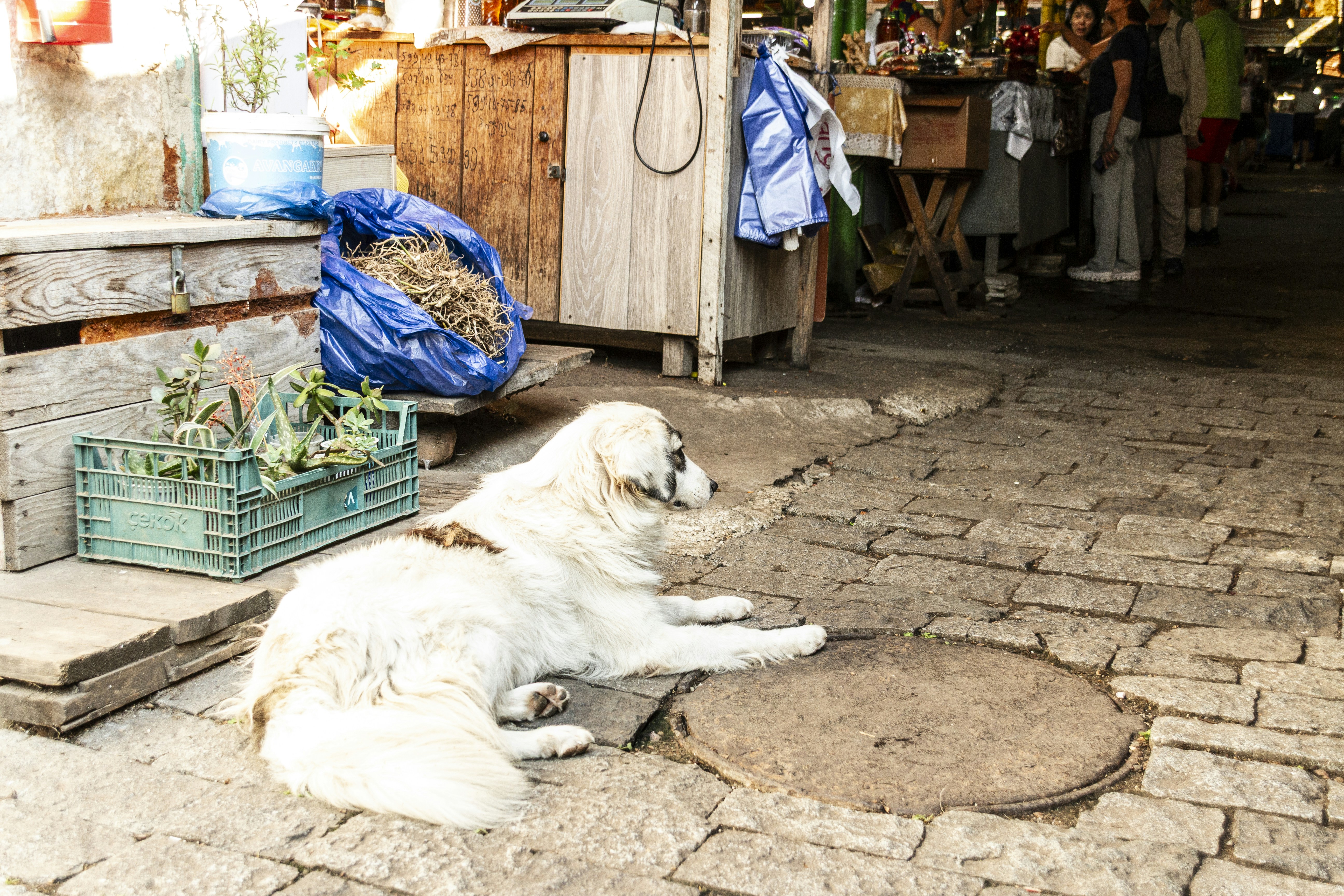 Monkawa Street Recluse: A Relaxed Pup Among Market Stalls