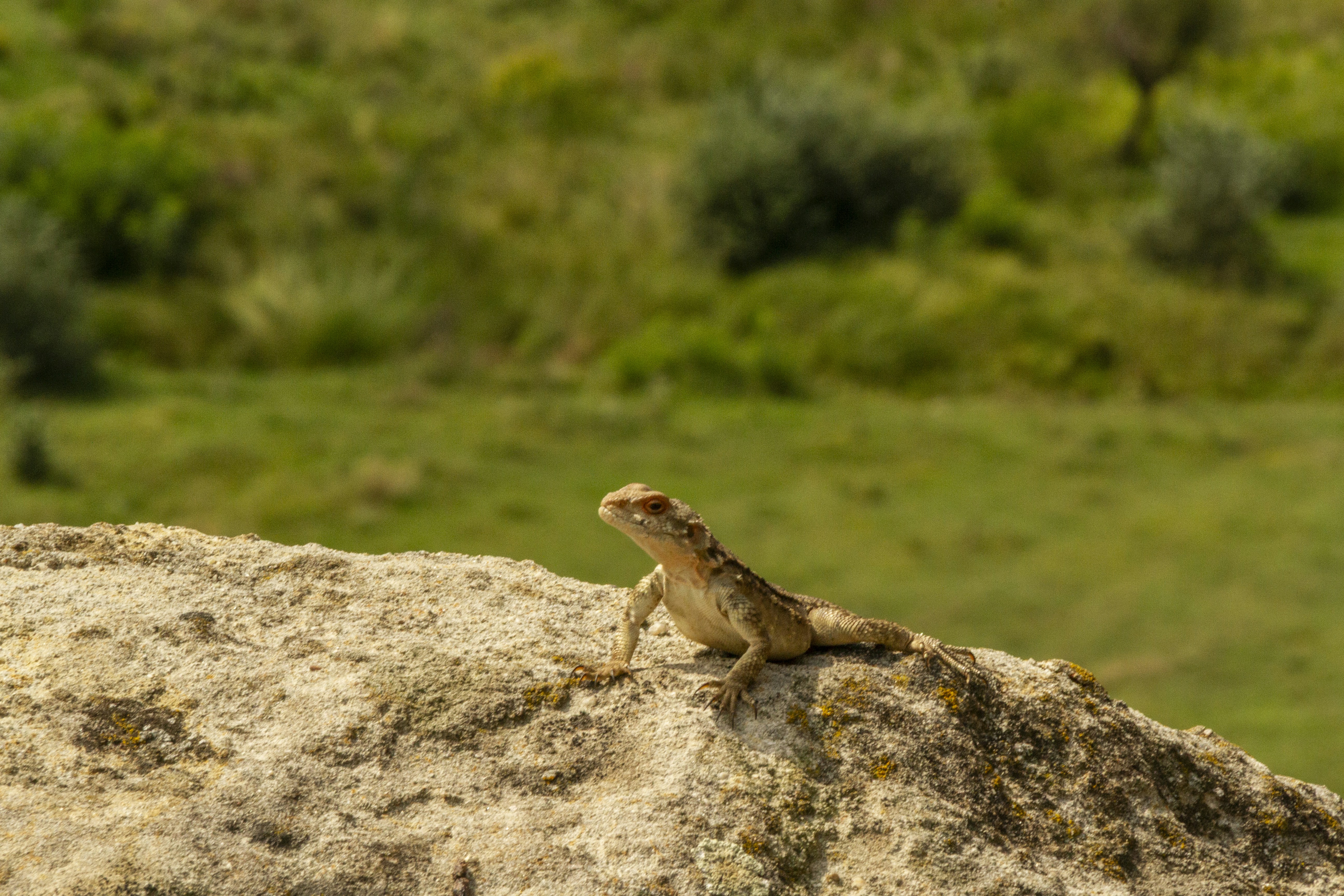 Lizard Sentinel on a Sunlit Rock