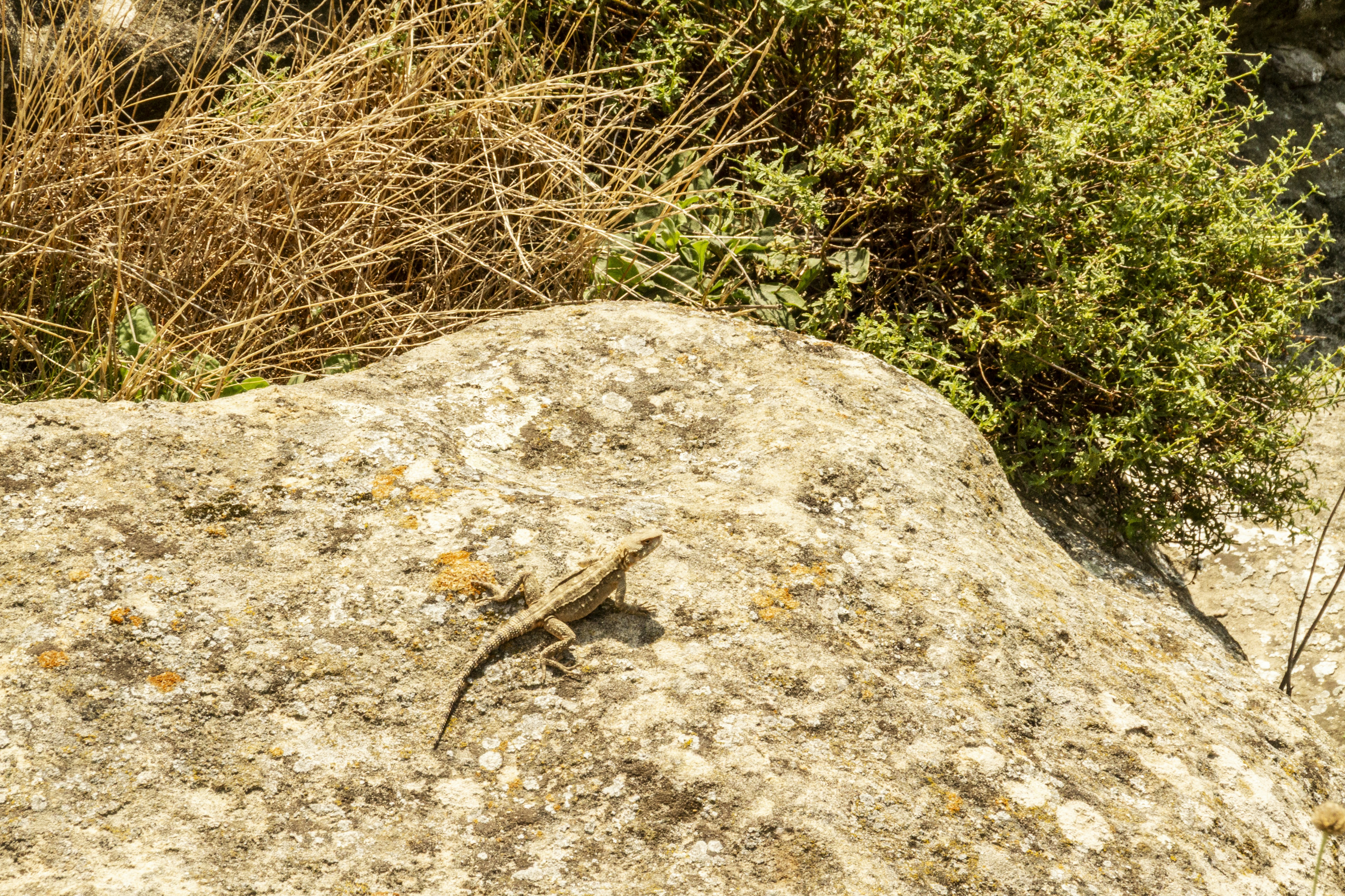 Sunlit Lizard Resting on a Weathered Stone