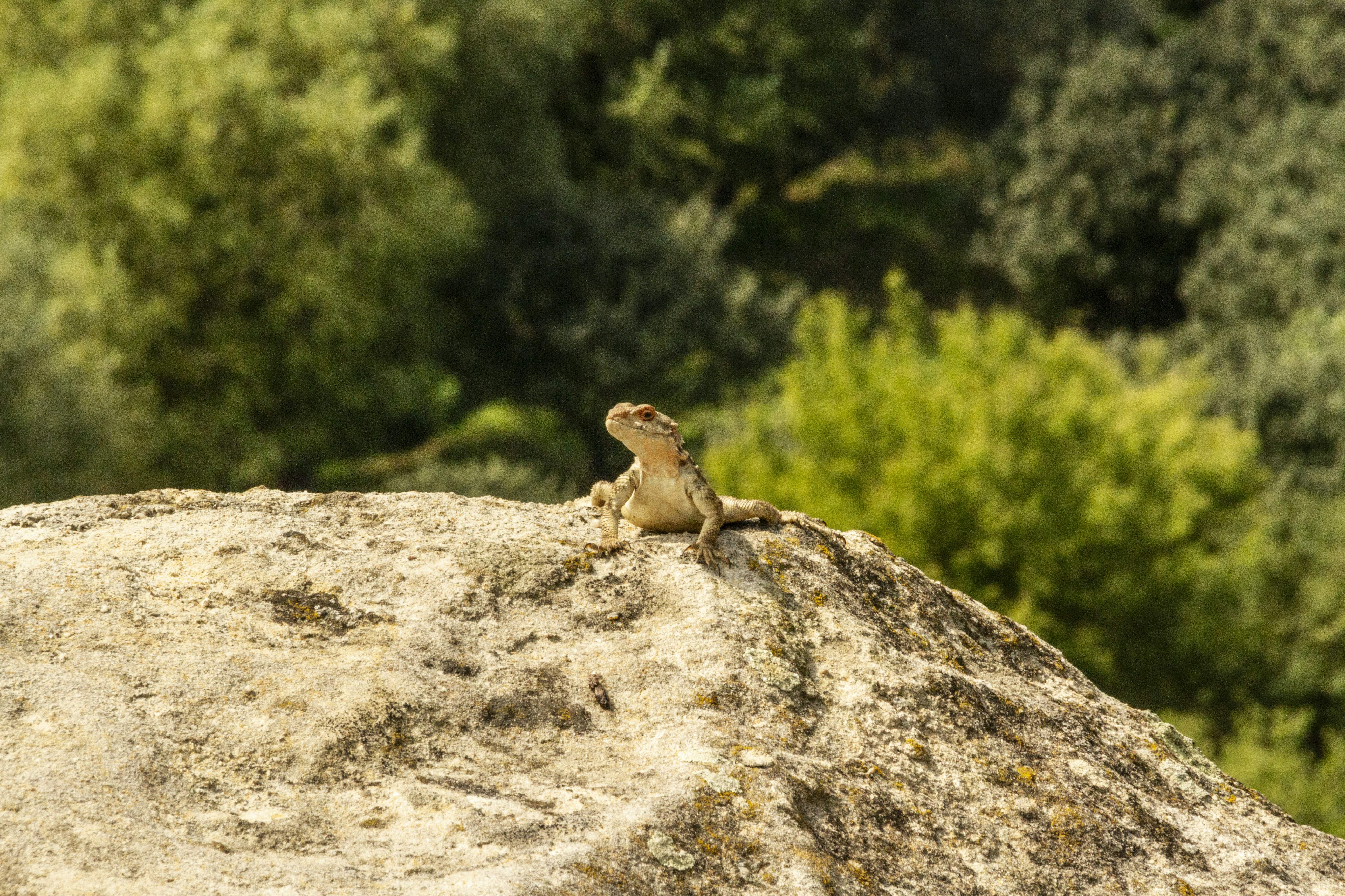 Little Lizard on a Granite Stage