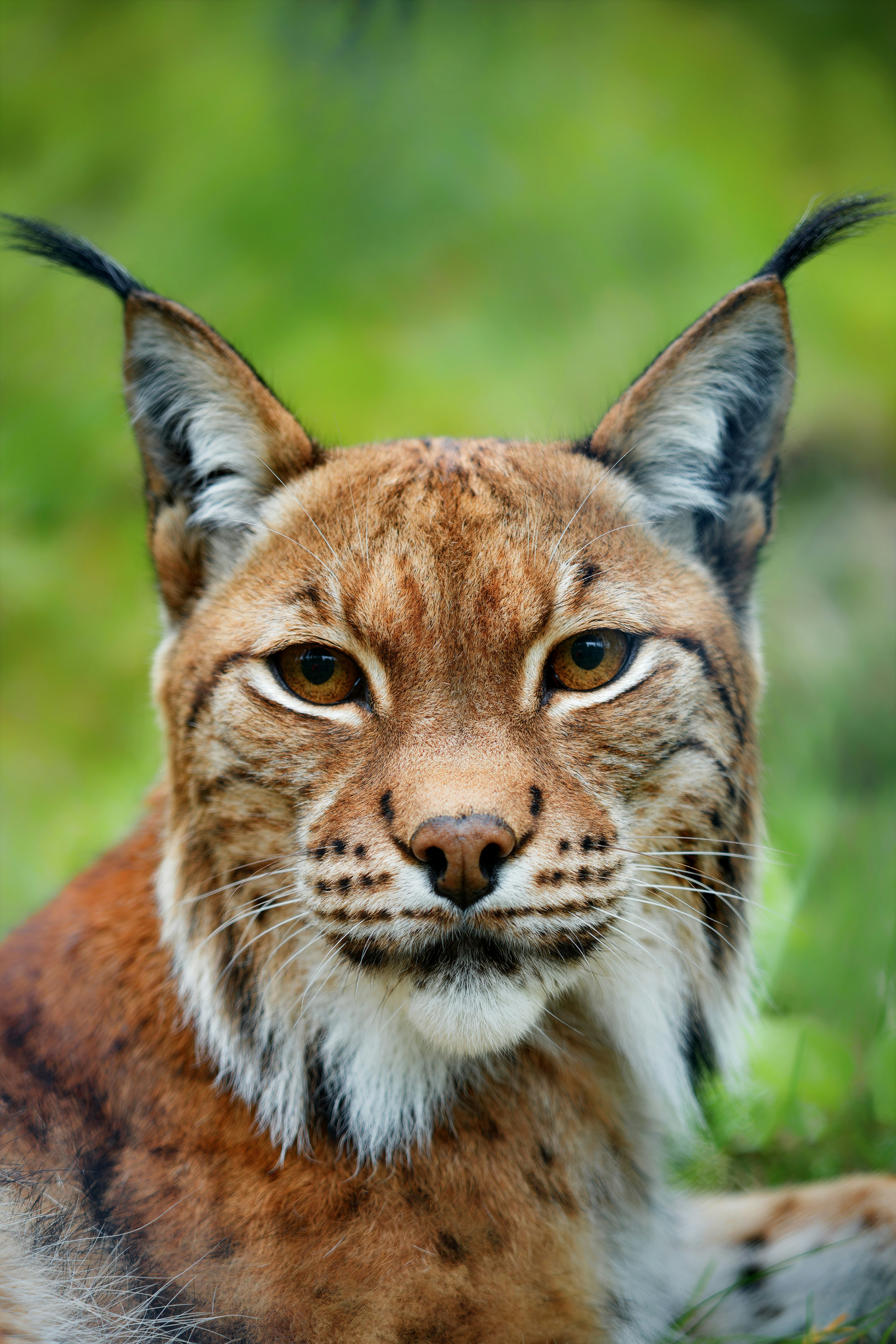 Eyes of a Golden Lynx: Focus Amid Emerald Bloom
