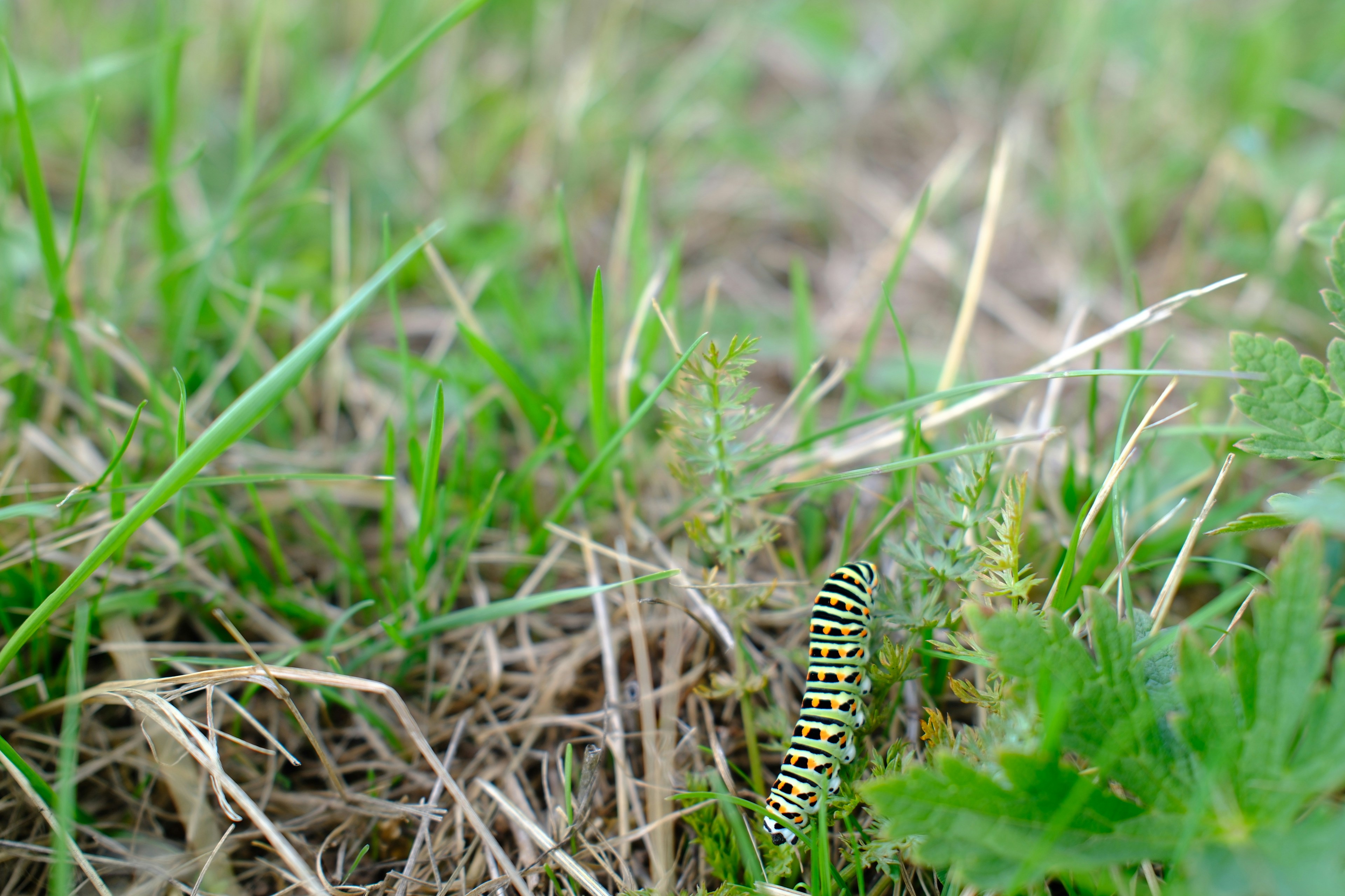 Grass-Cloaked Caterpillar: A Striped Traveler on Quiet Meadow Floor