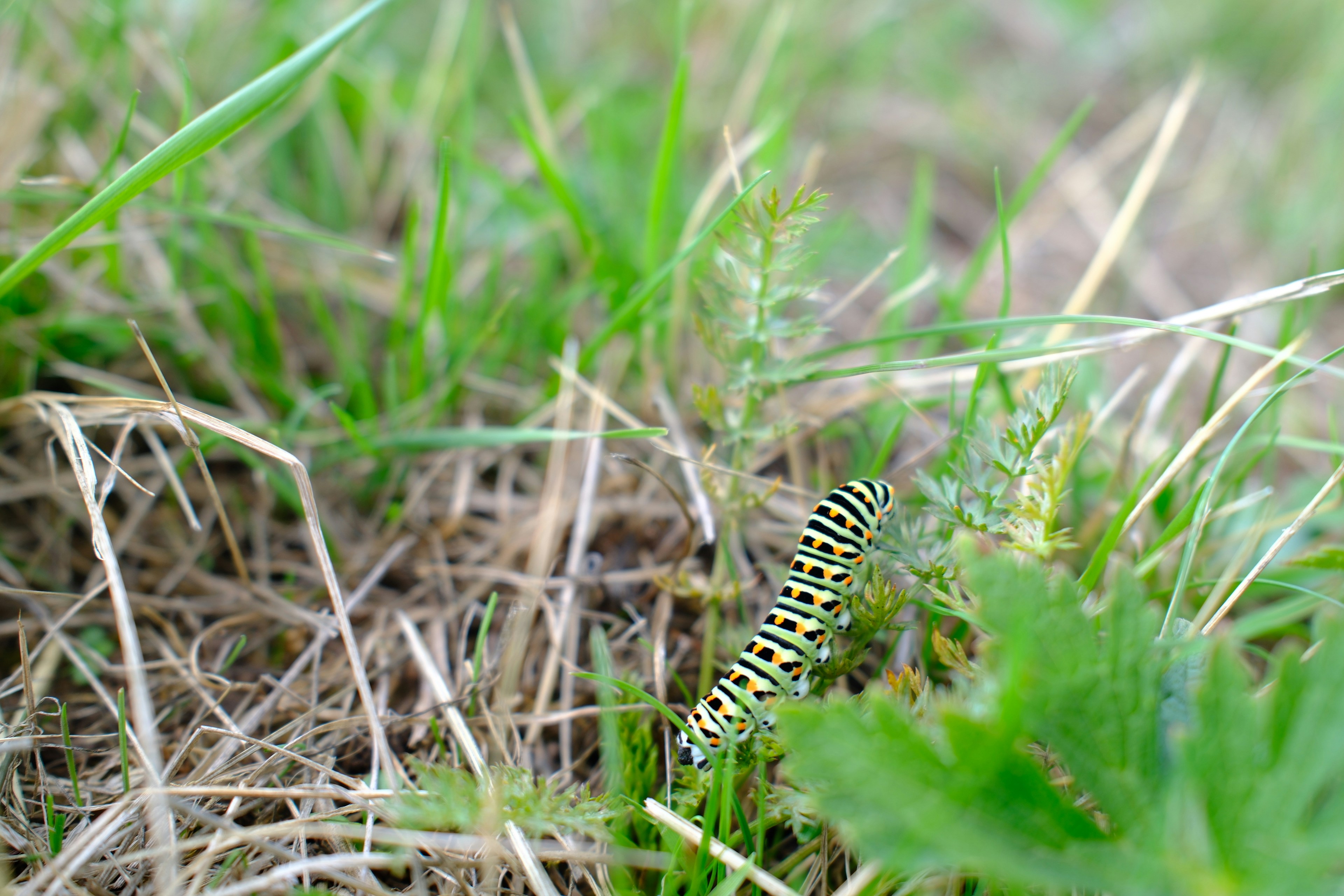 Striped Caterpillar in a Meadow Teetering on Green