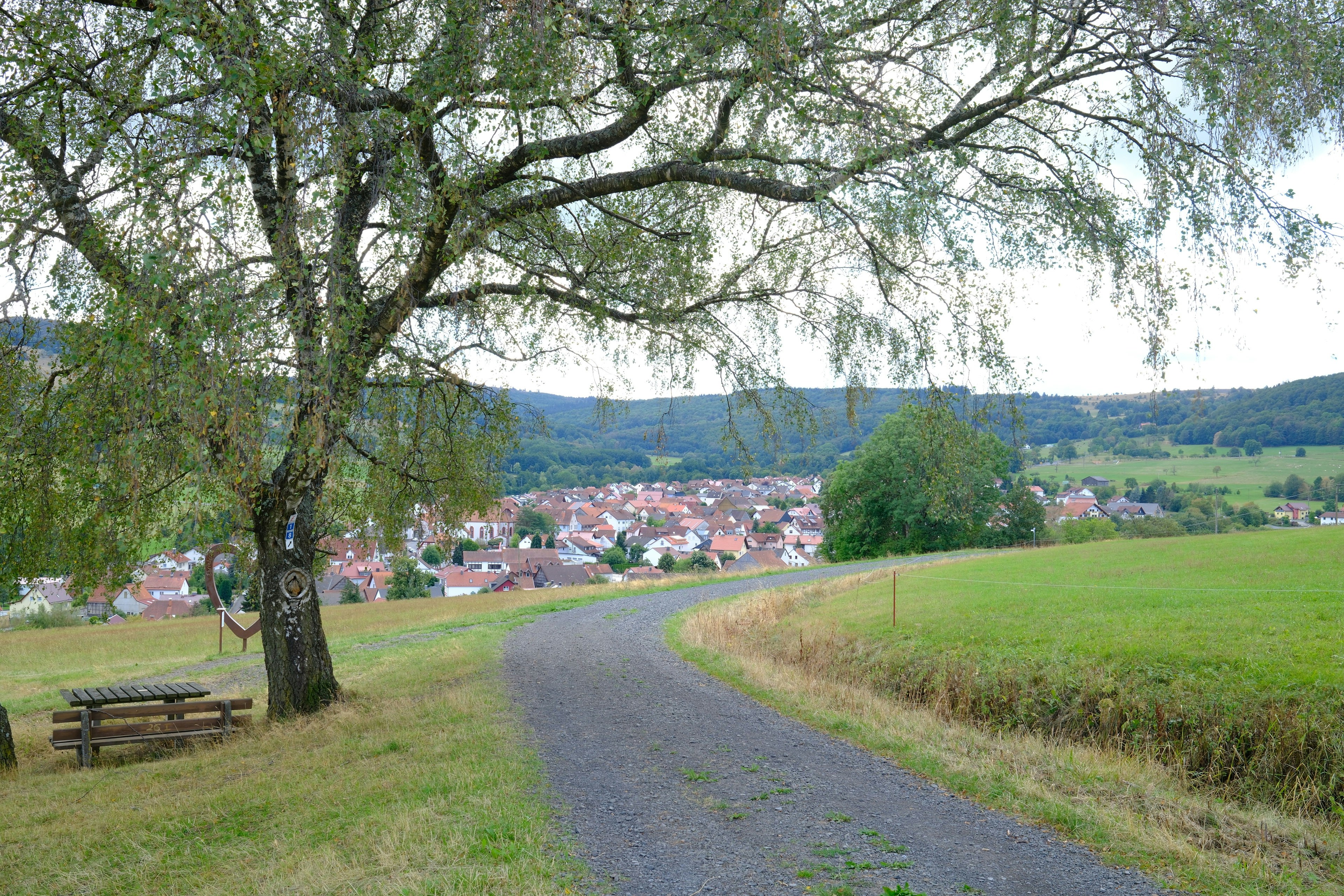 Country Lane Beneath a Weeping Umbrella Tree Overlooking a Village