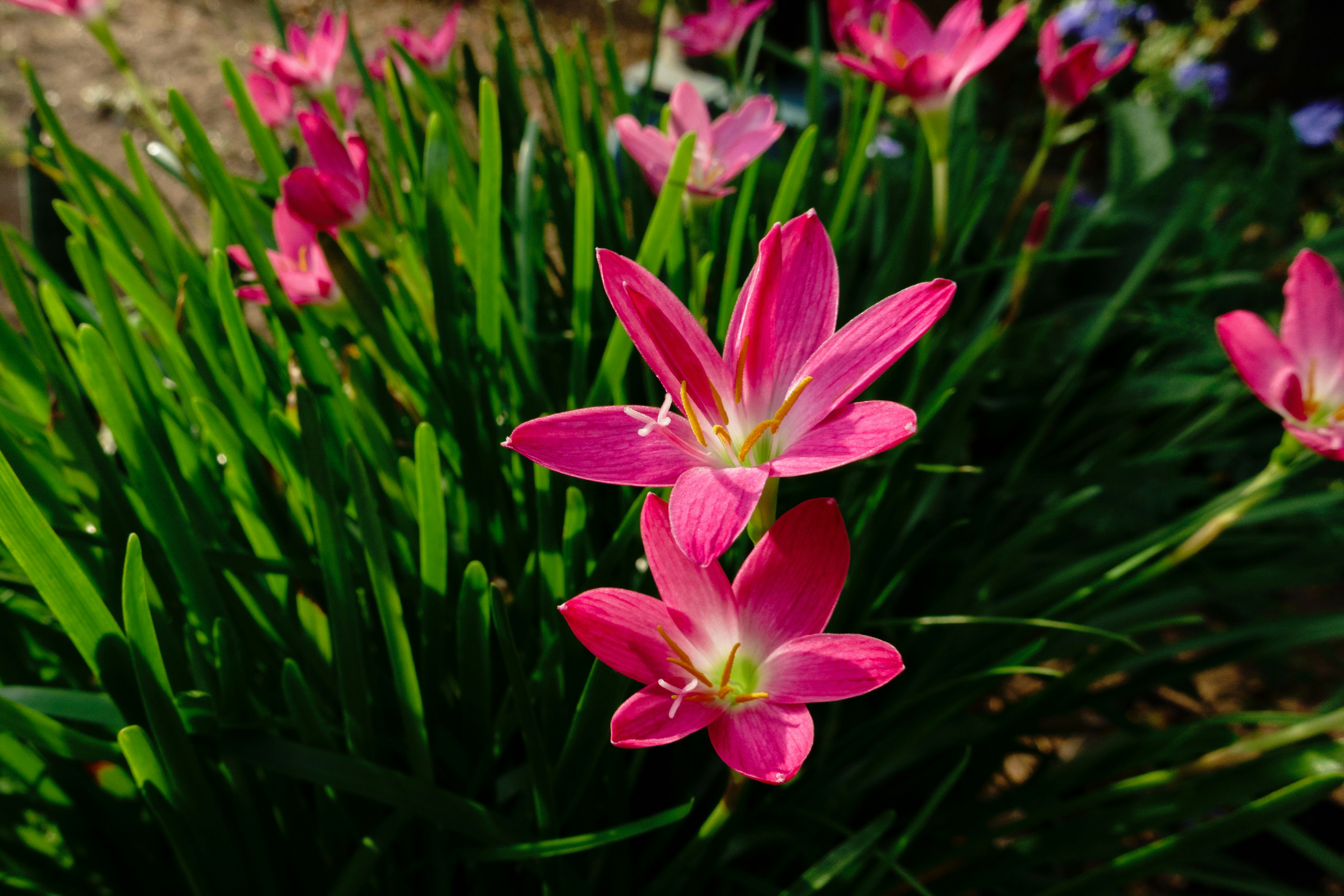 Pink Starbursts: A Cluster of Petaled Blossoms in Morning Light