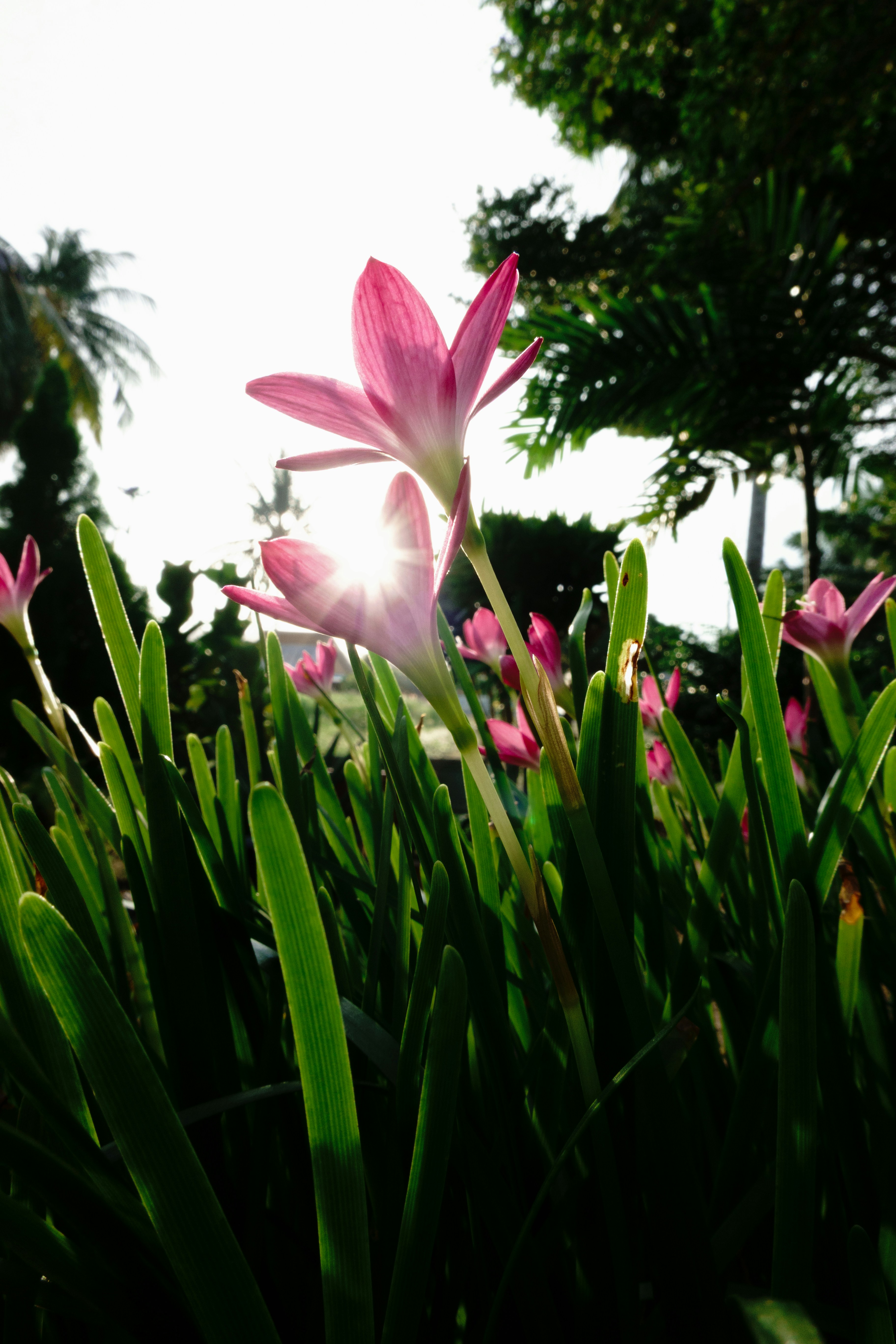 Sunlit Pink Lily Rising Above Green Corridor