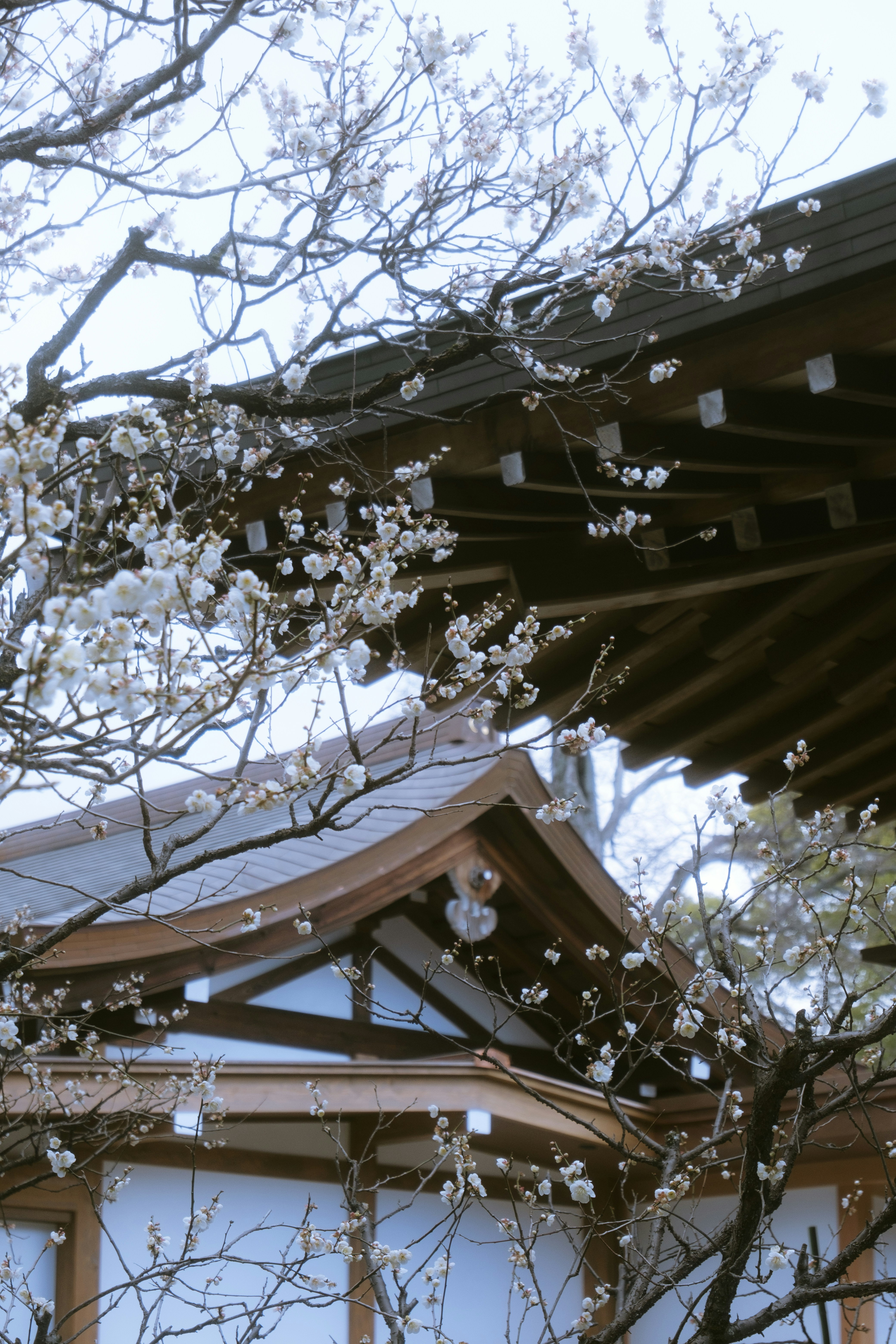 Blossoms Framing a Traditional Rooftop
