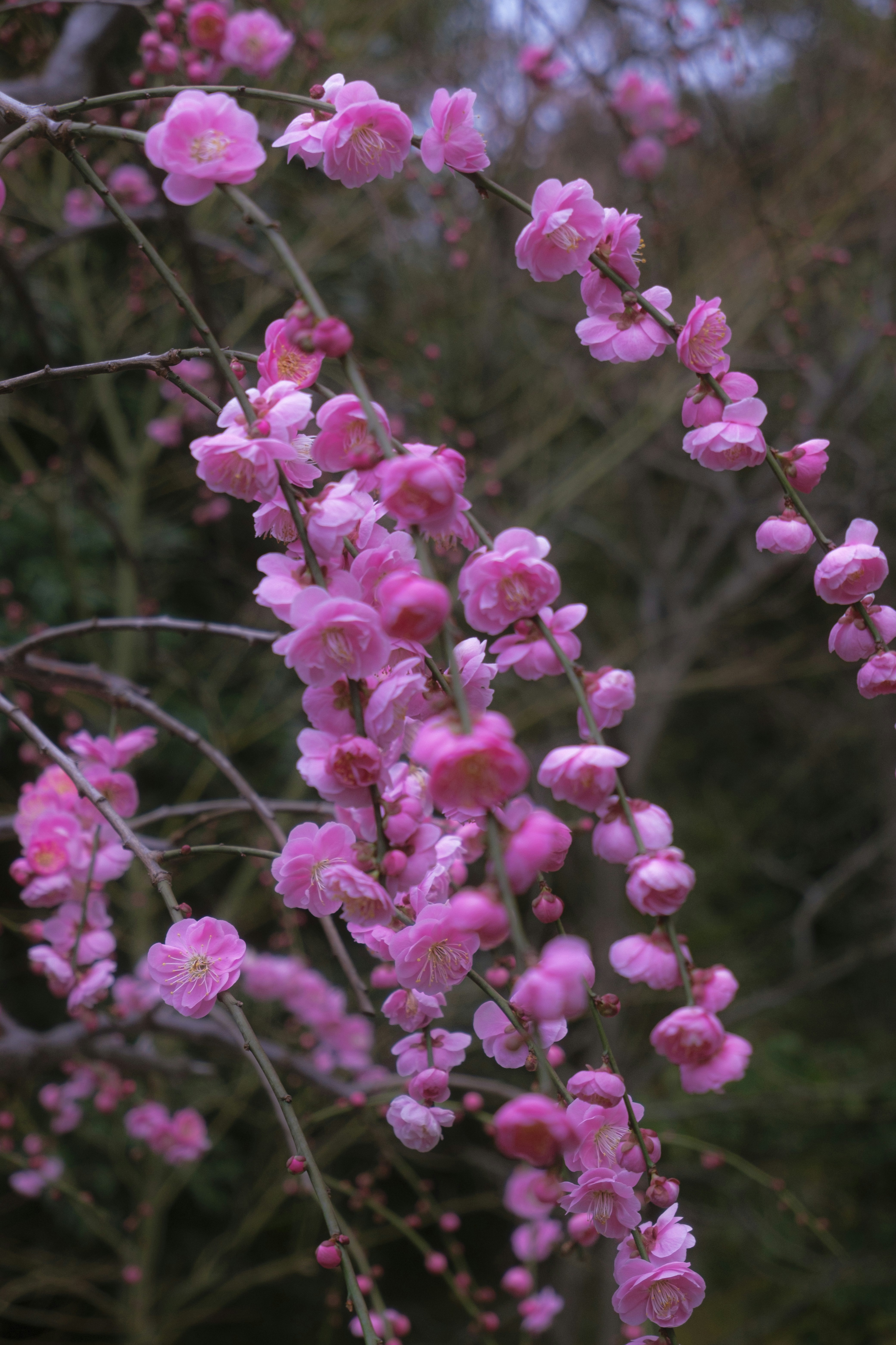 Pink Veil of Spring: A Cascade of Blossoms on Thin Branches