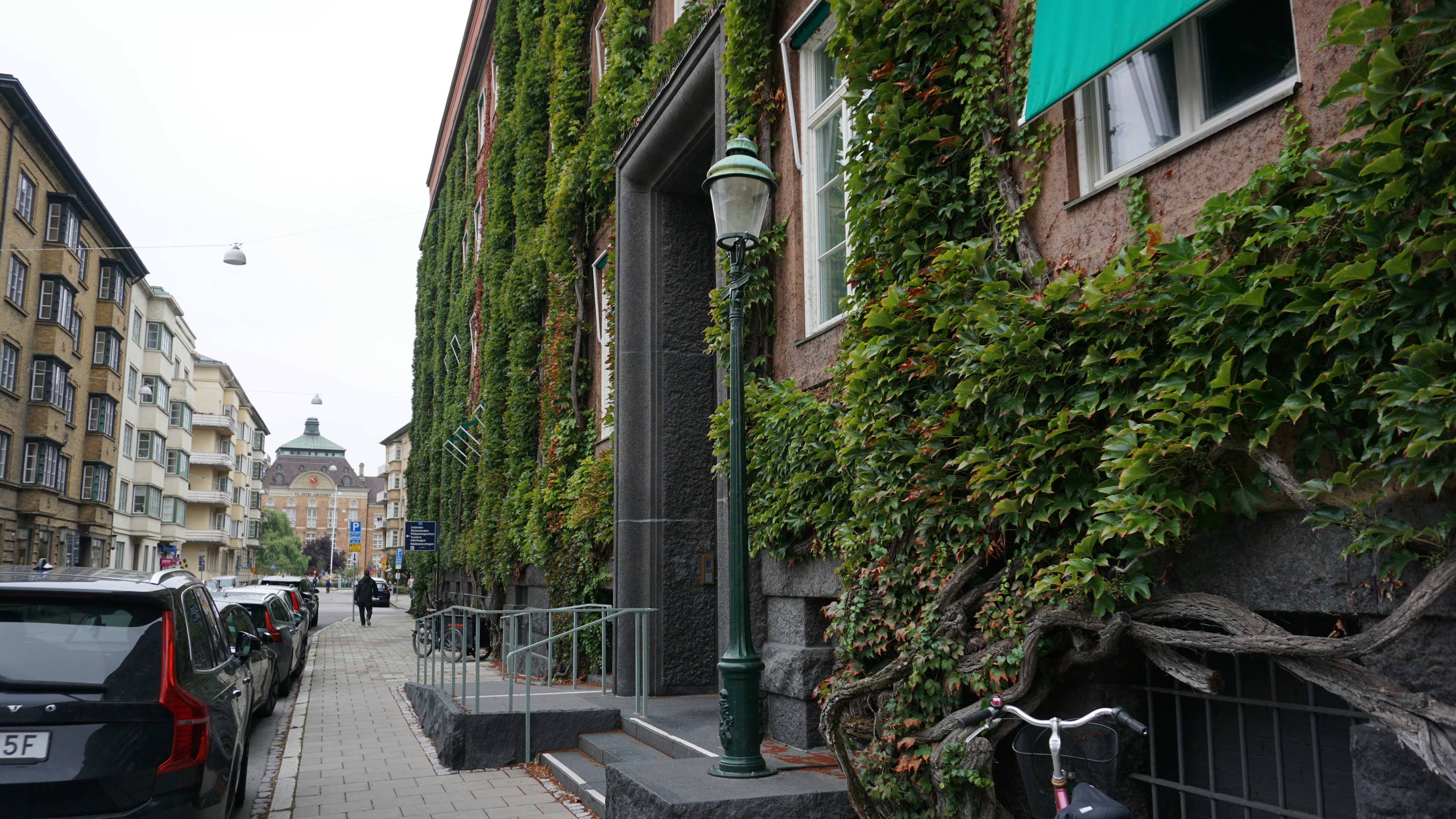 Green-Vined Avenue: Alley of Quiet Urban Green