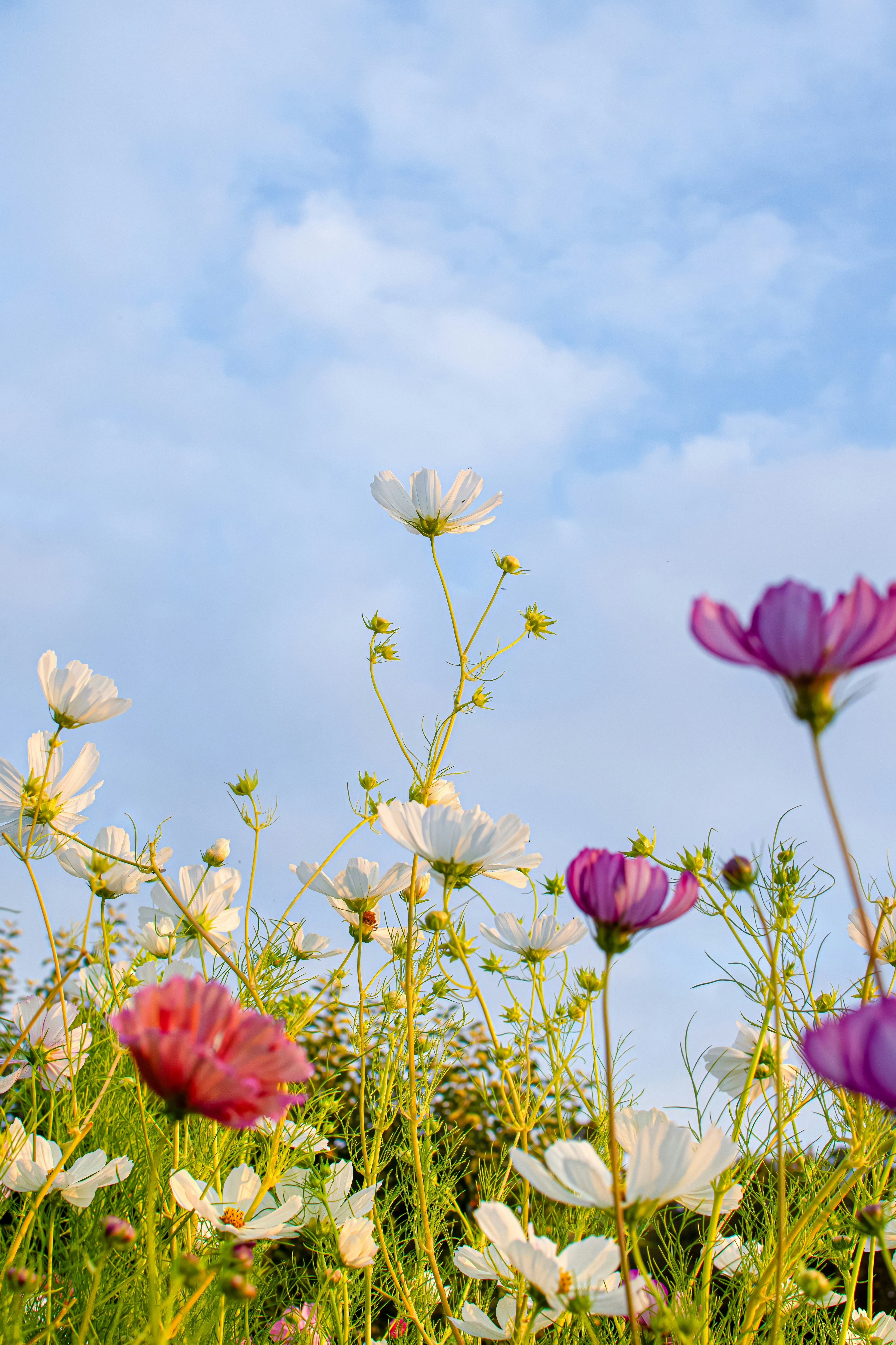 Field of Delicate Bloom Against a Clear Sky