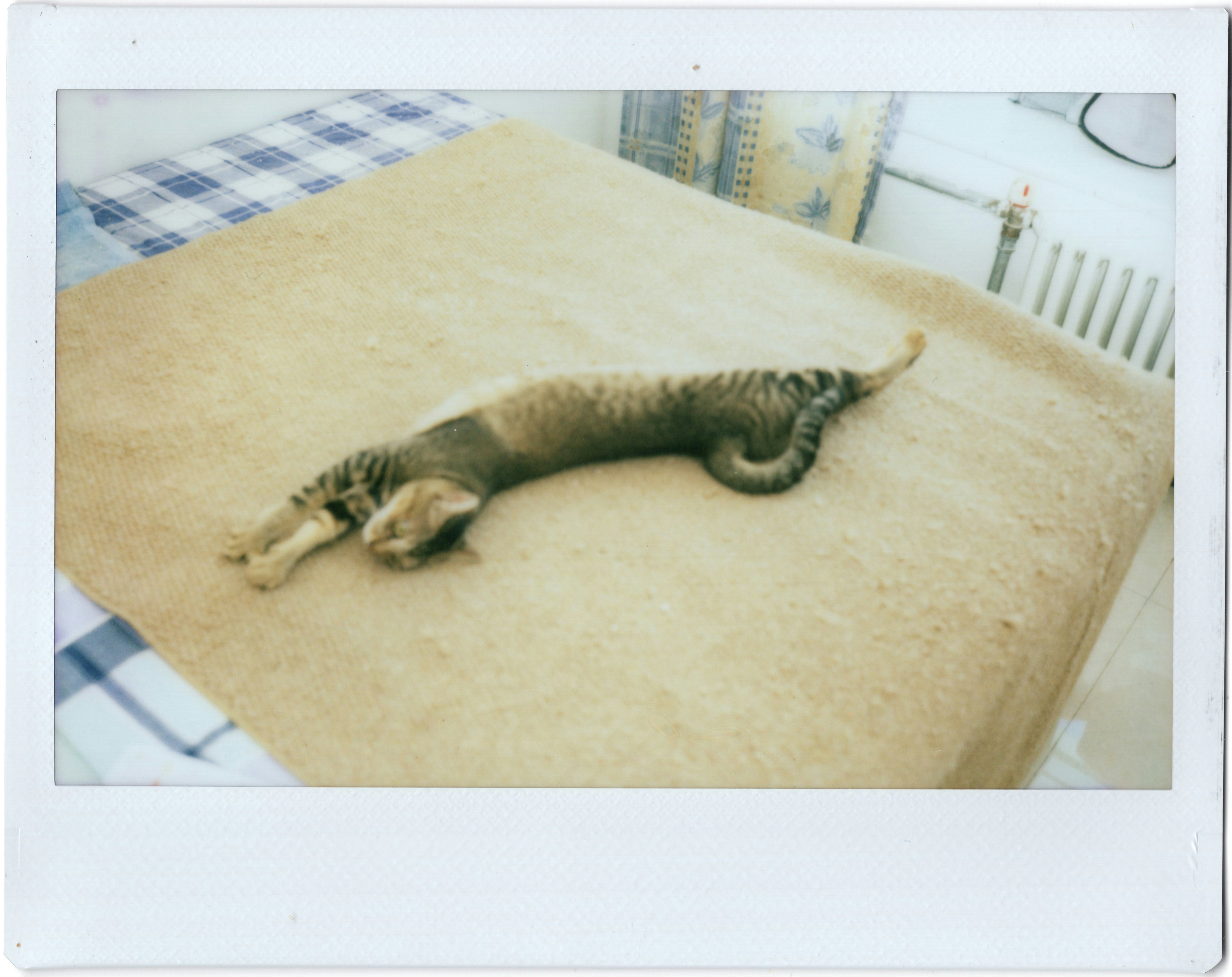 A tabby cat stretching its body on a tan blanket on a bed