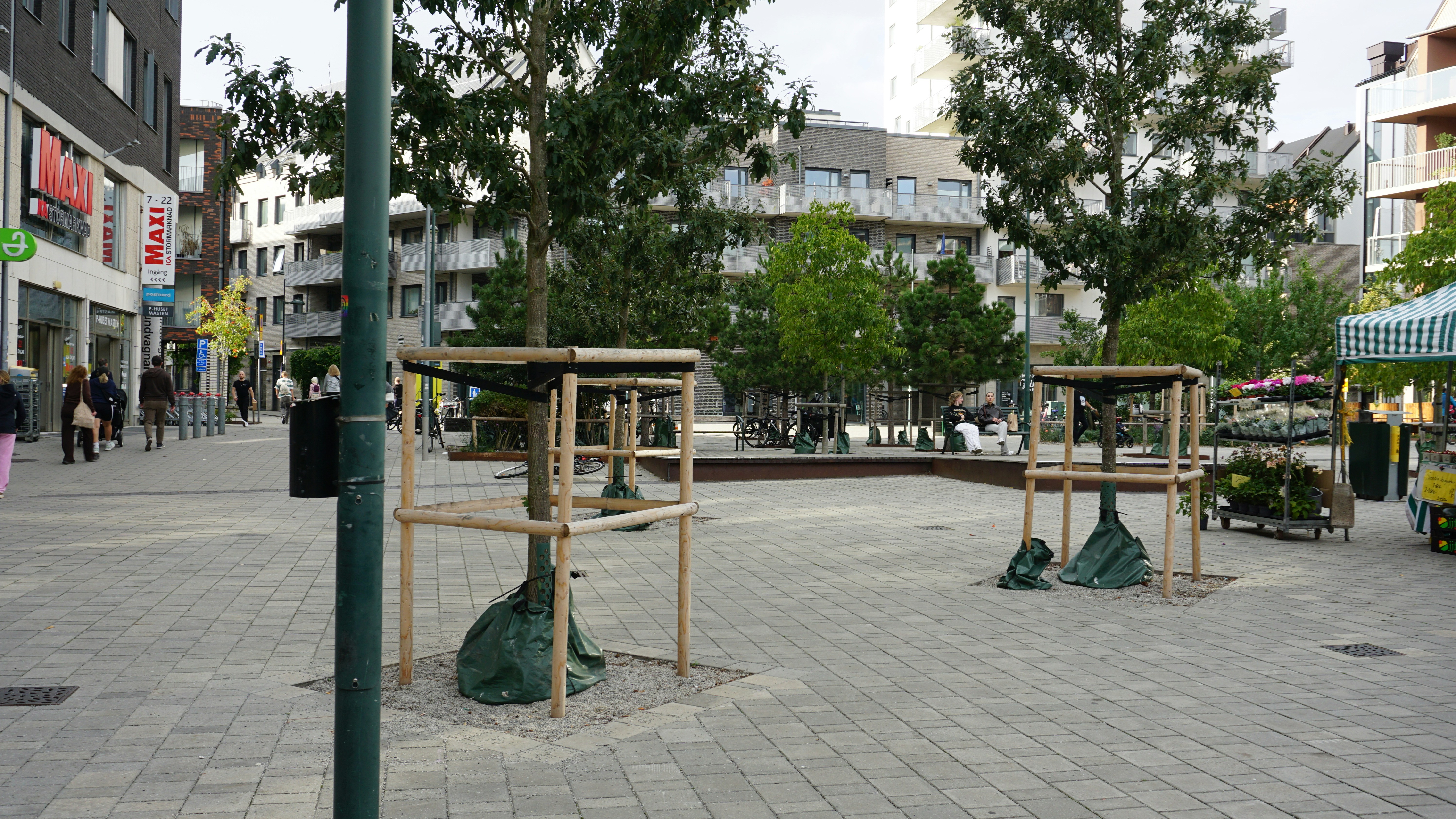 People walking through a paved urban plaza with young trees in wooden frames