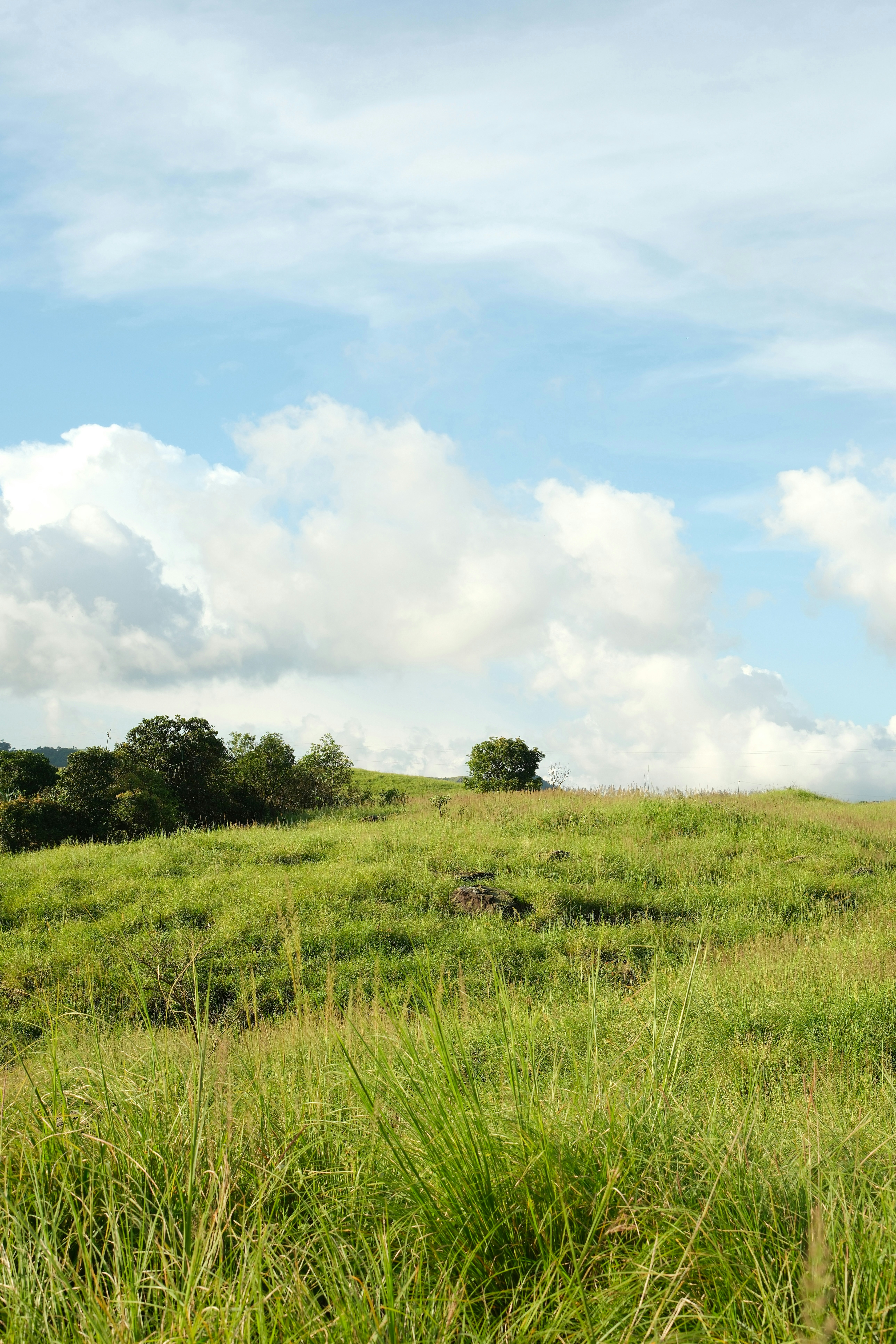 Rolling Grass Highlands Under a Bright Sky