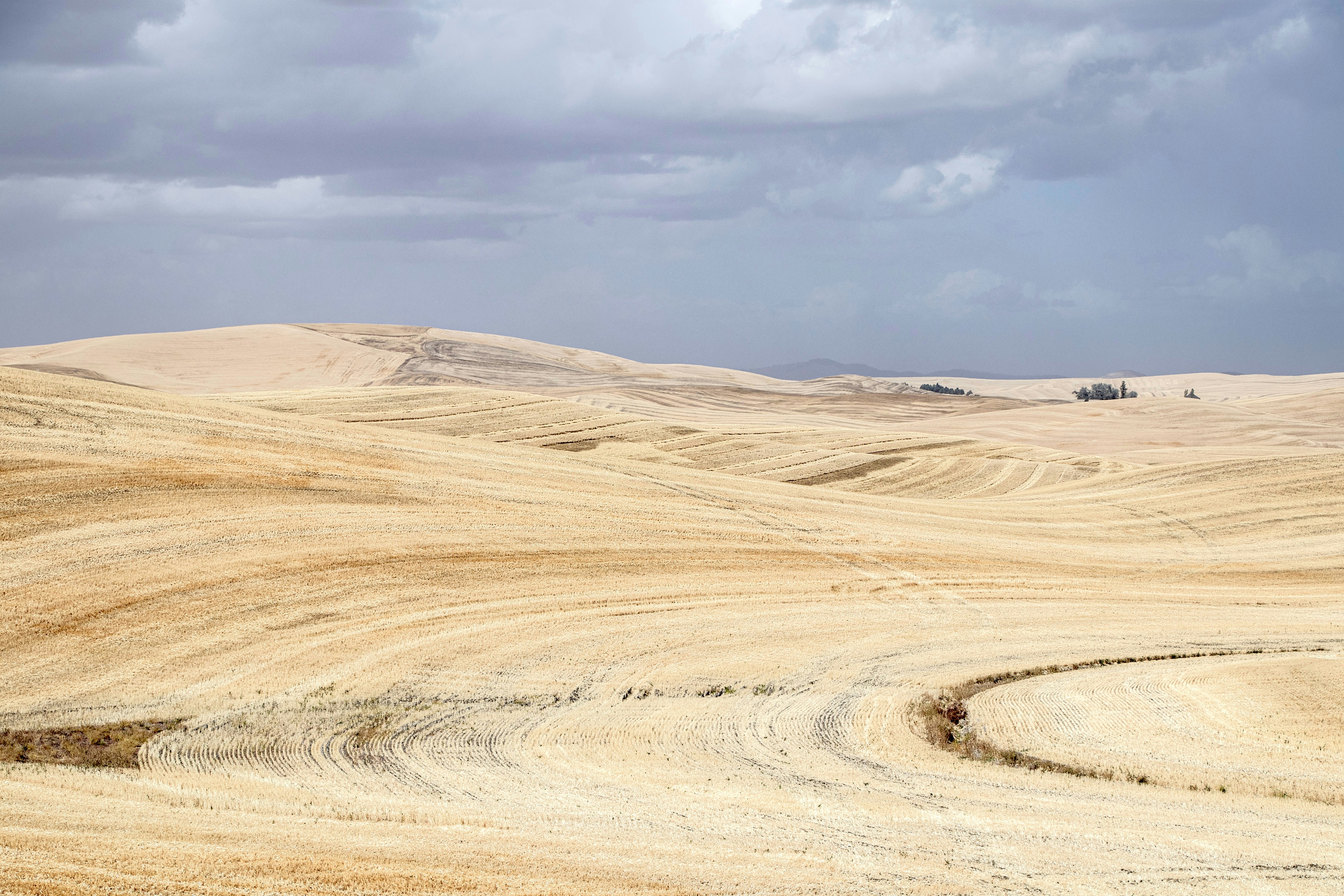 Wind-Swept Dunes and Curving Path Through Golden Harvest Fields