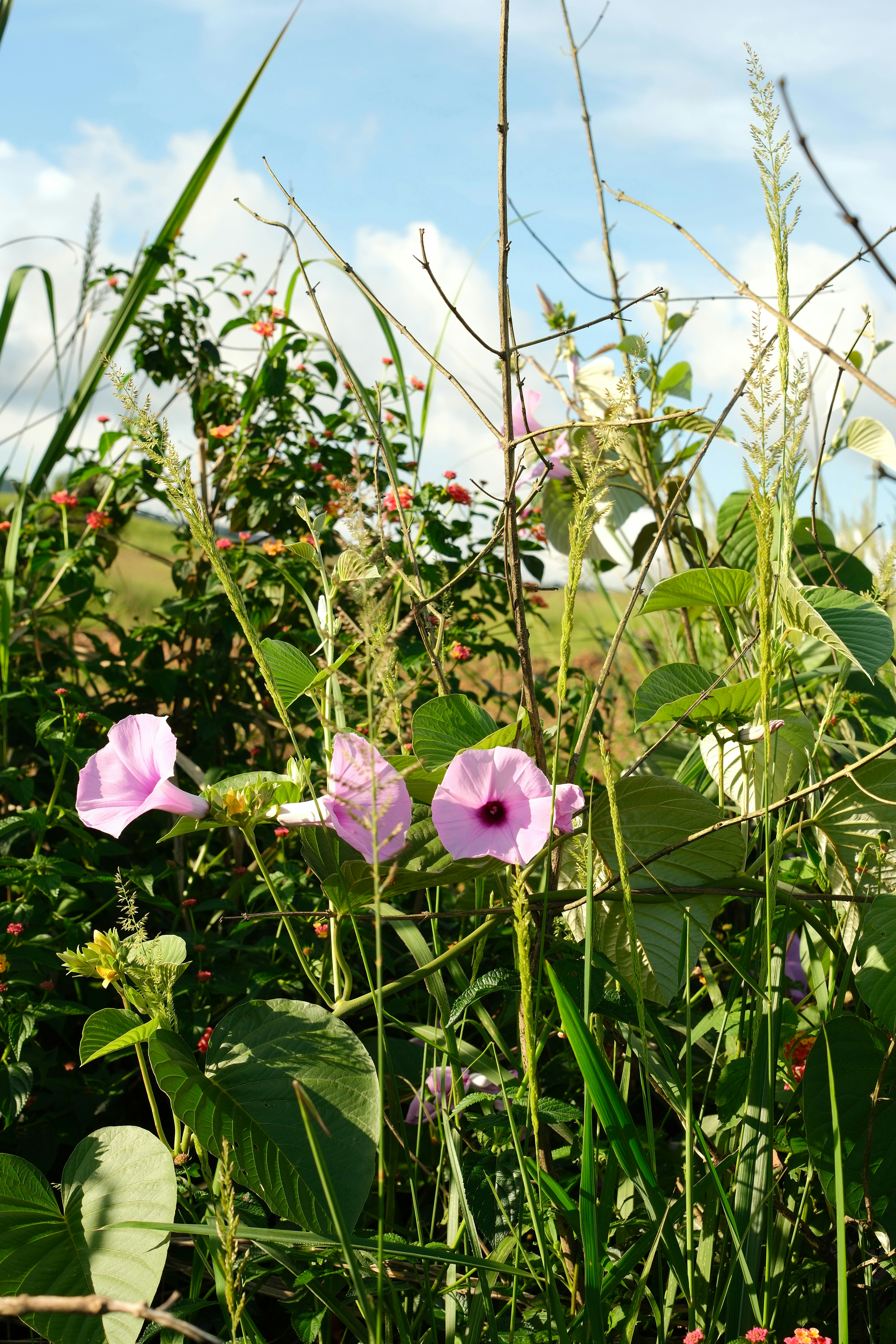 Morning Glow Through Pink Morning Glories in a Wild Garden
