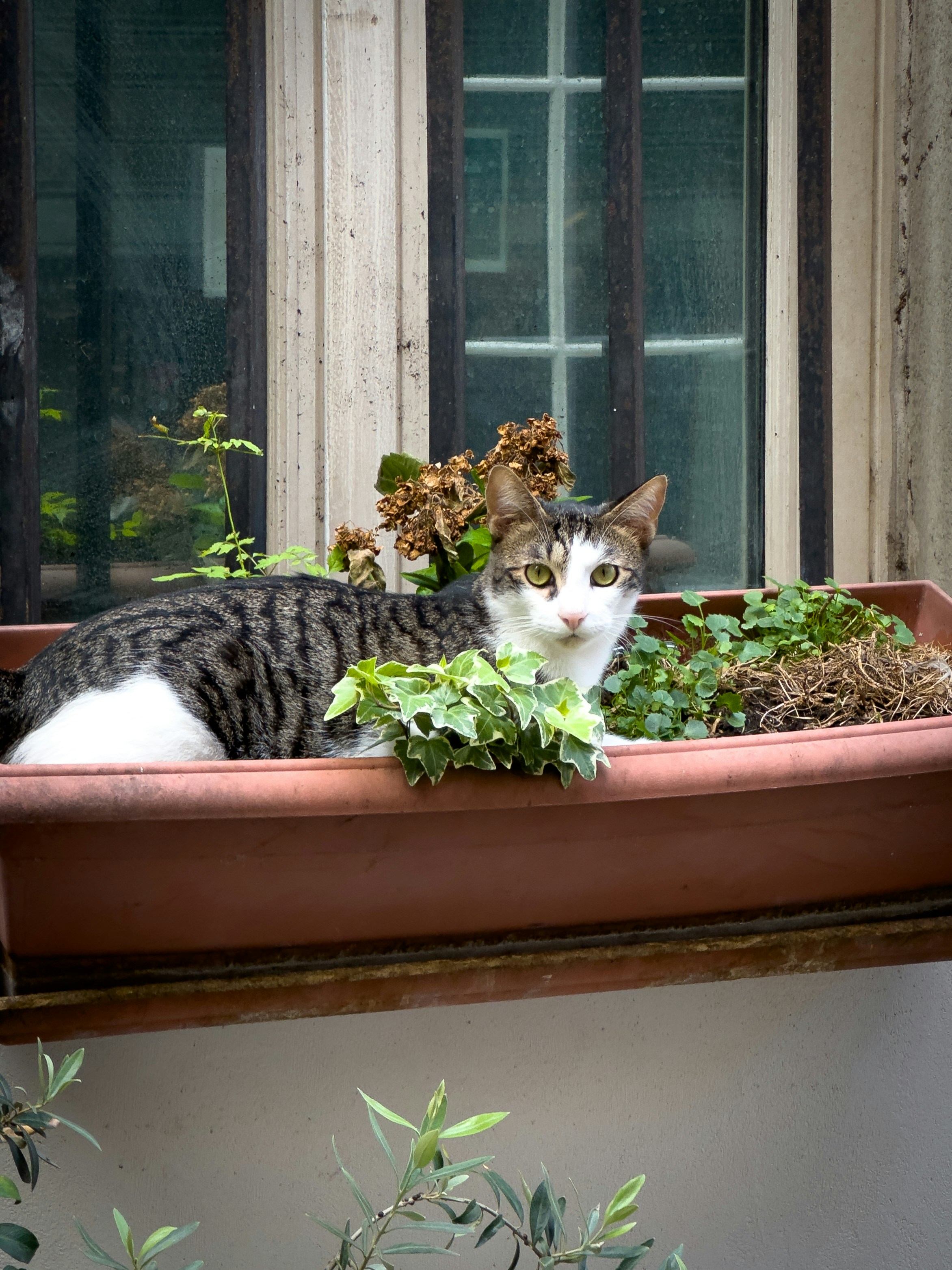Windowsill Cat in a Planter Box