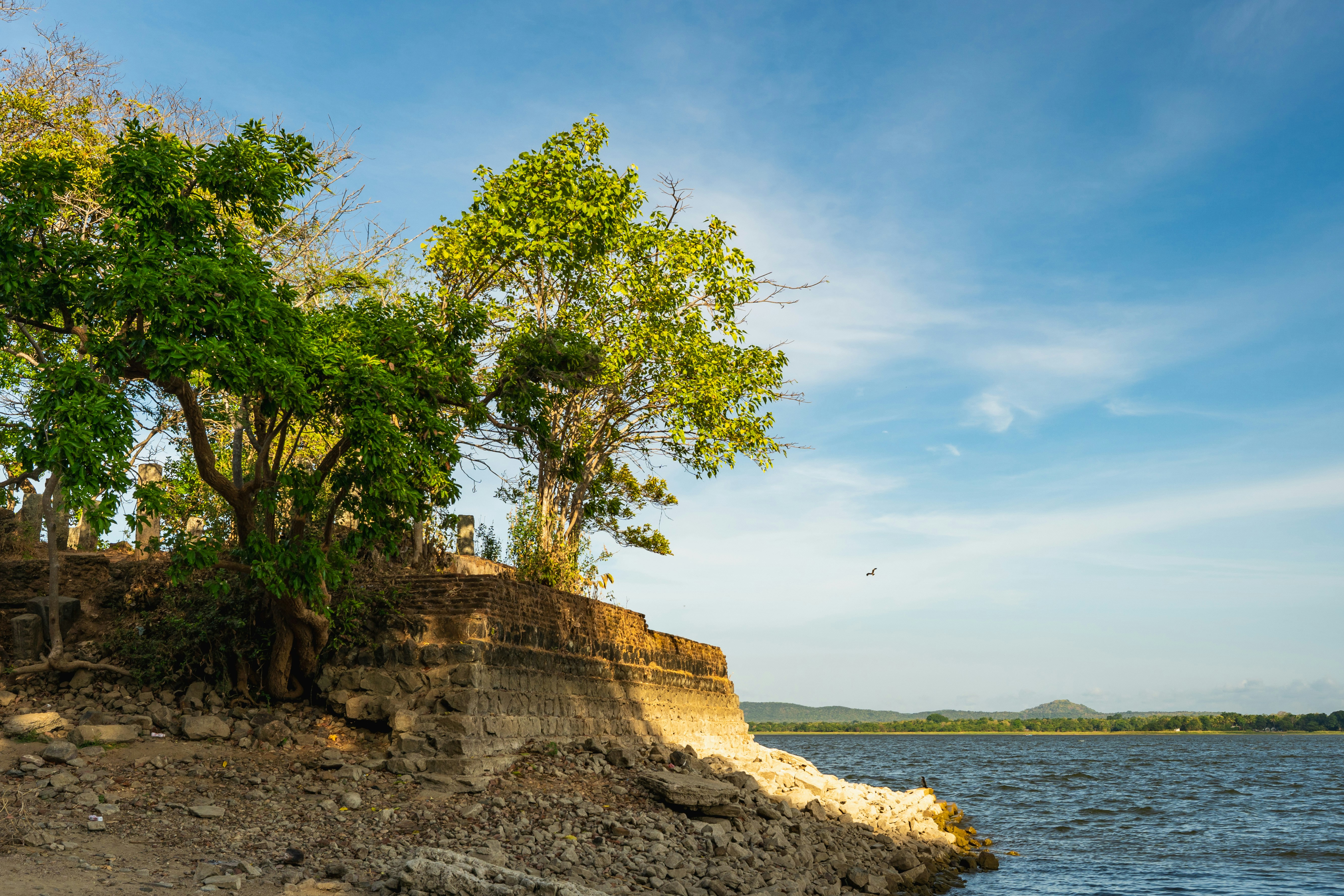 Limestone Promontory Framed by Sunlit Trees Over Clear Coastal Waters