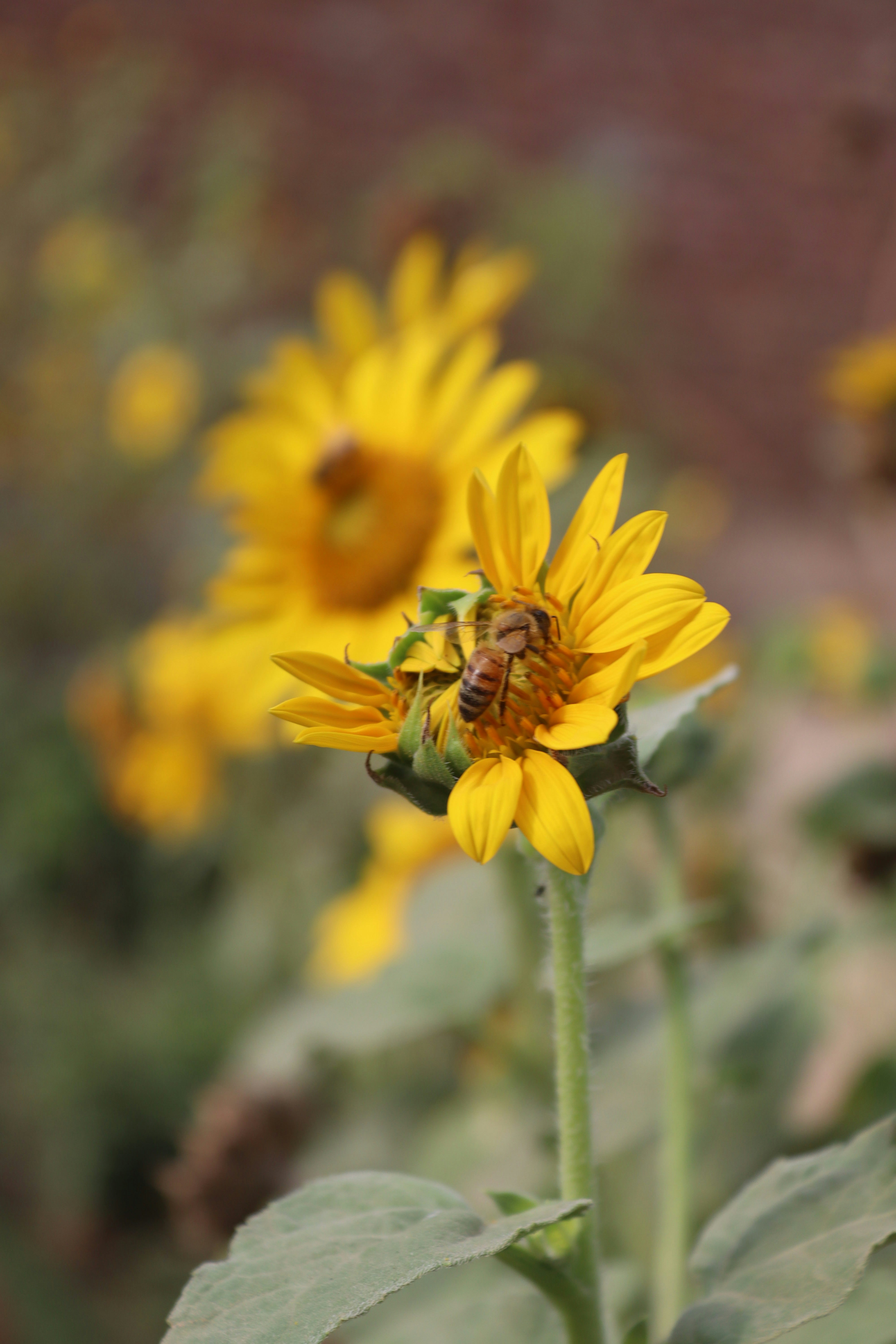 Bee on a Sunflower: A Moment of Busy Color in Soft Focus