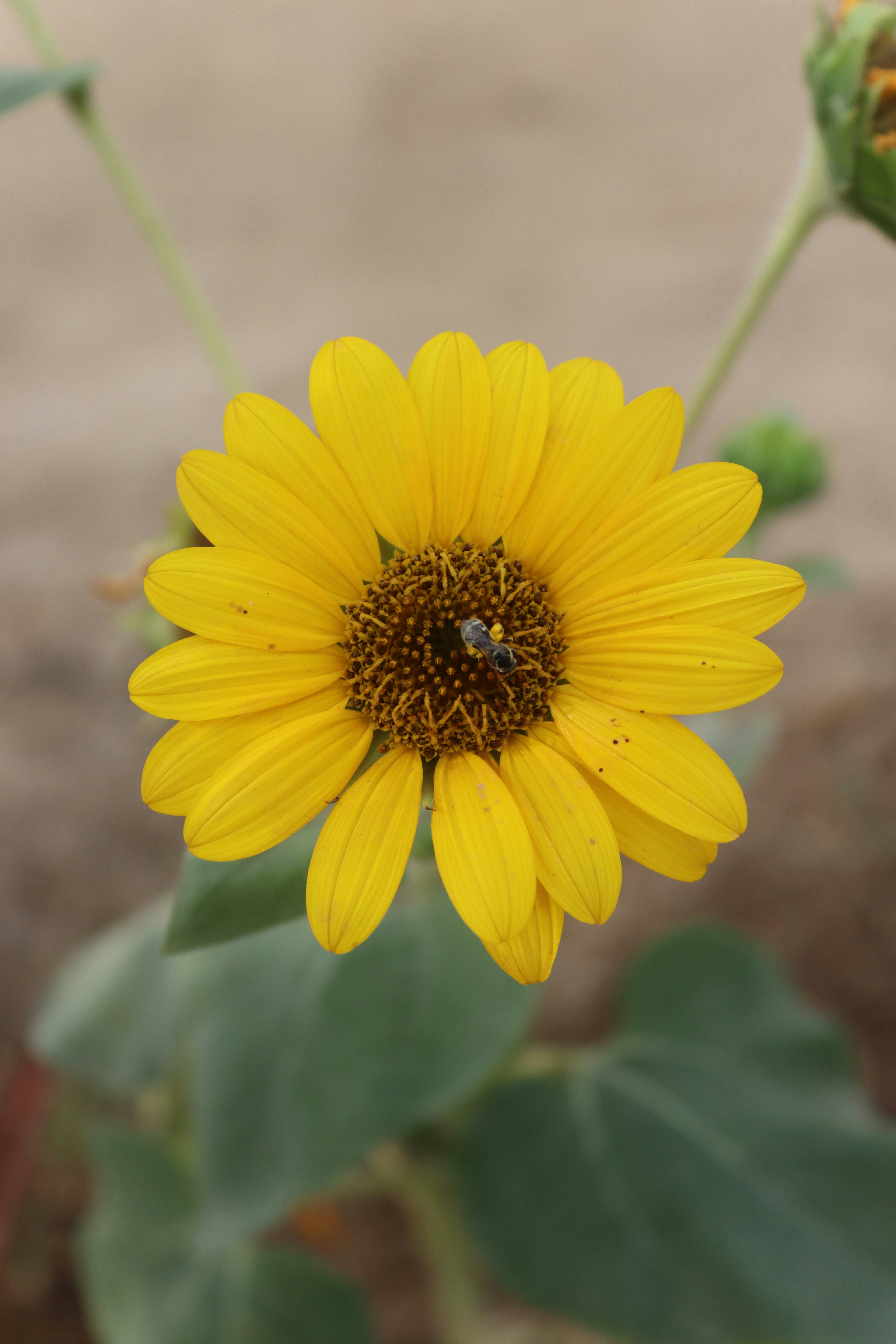 Golden Bloom: a sunflower in sharp focus