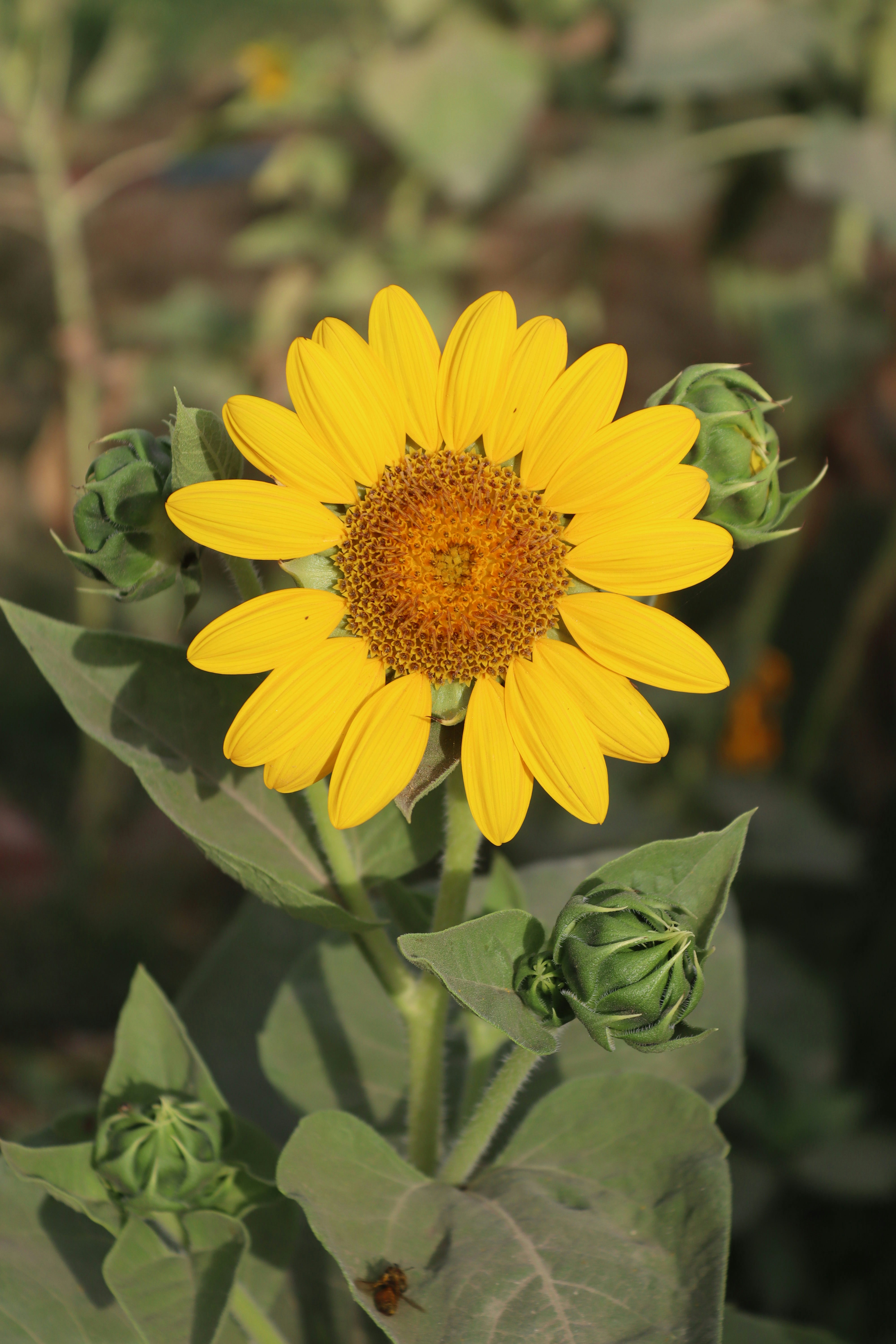 Golden Bloom Anchored by Green Buds in Soft Garden Light