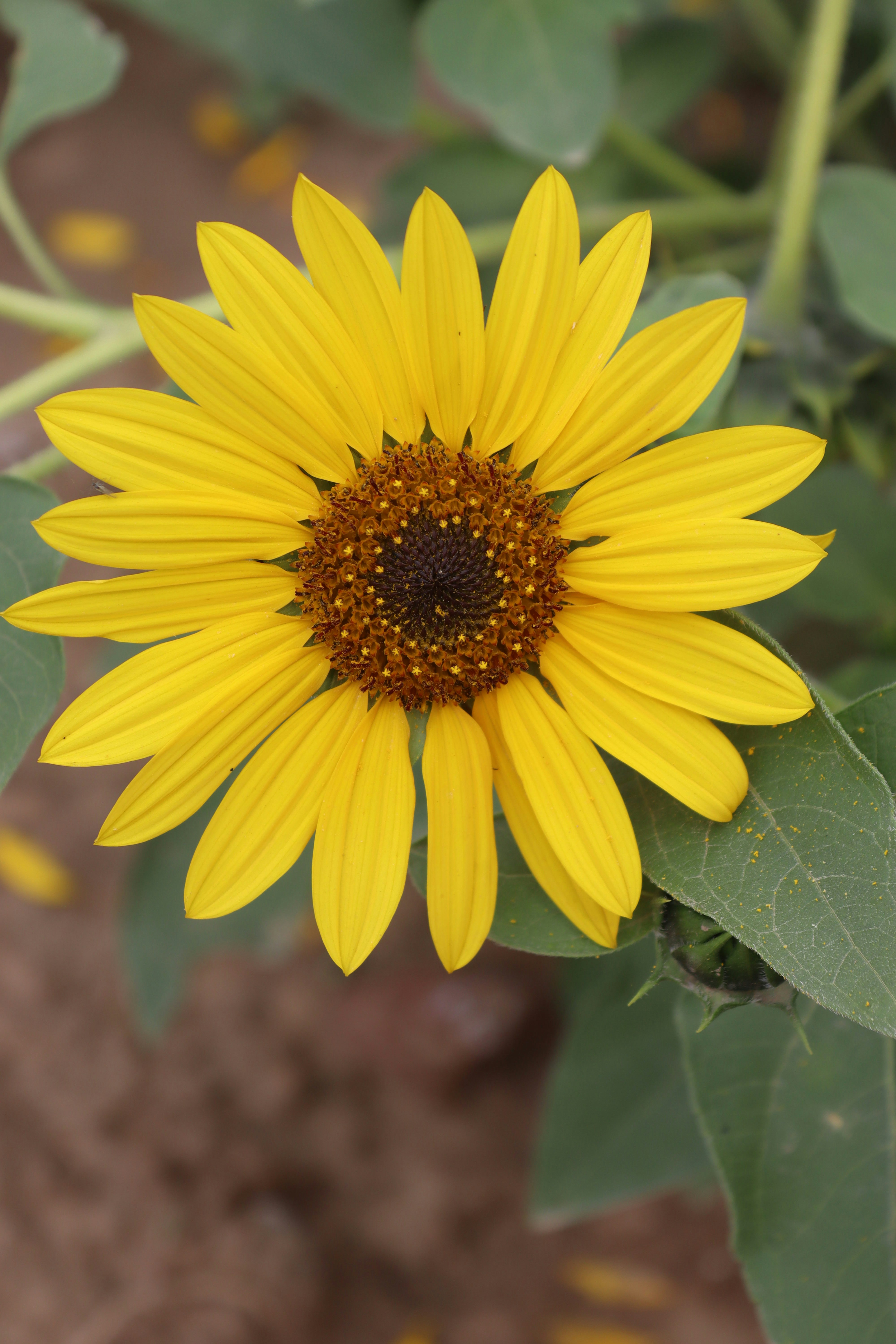 Sunlit Zinnia in Sharp Focus, Golden Petals Framing a Dark Center