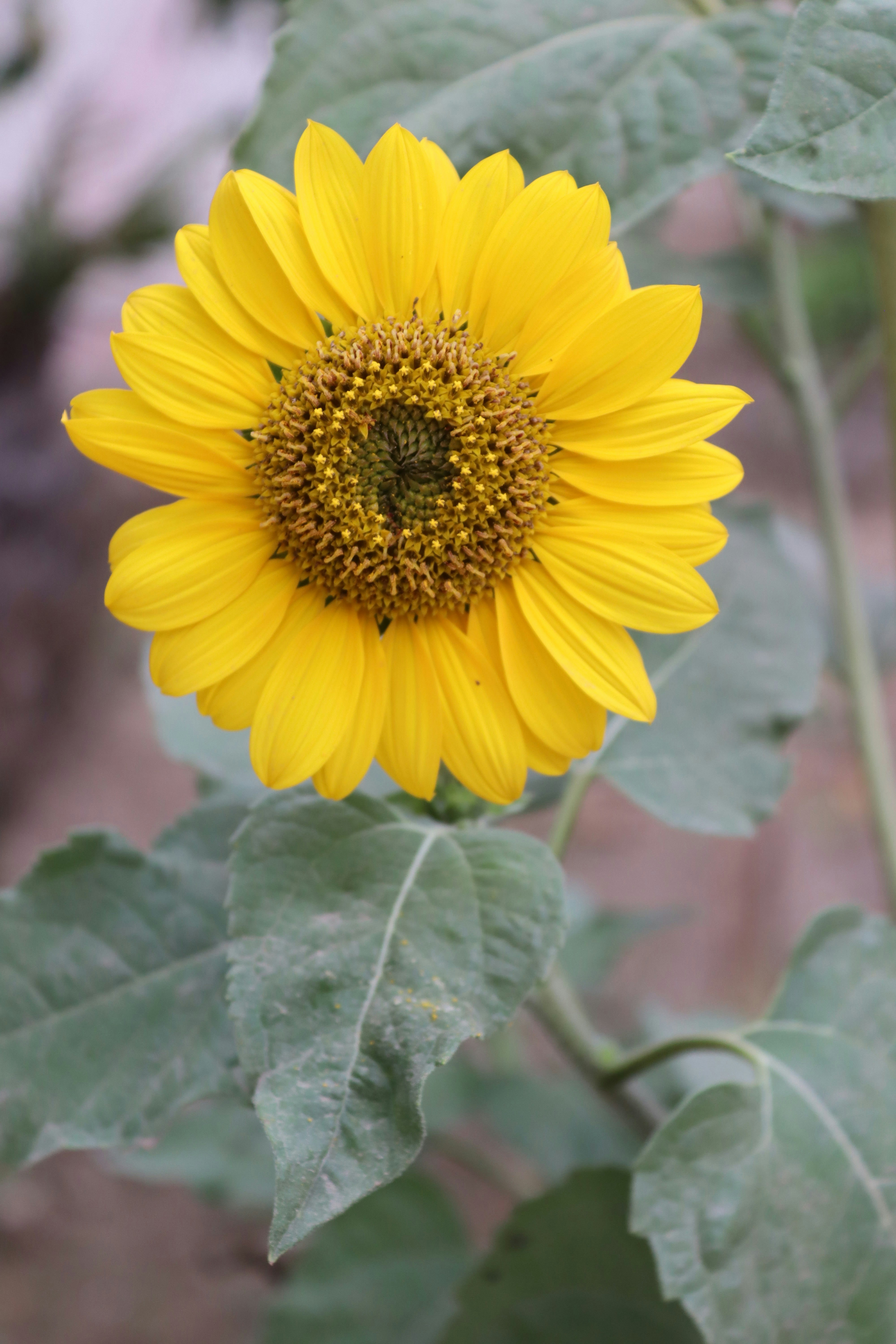 Sunlit Headframe: A Sunflower Reaches for the Light