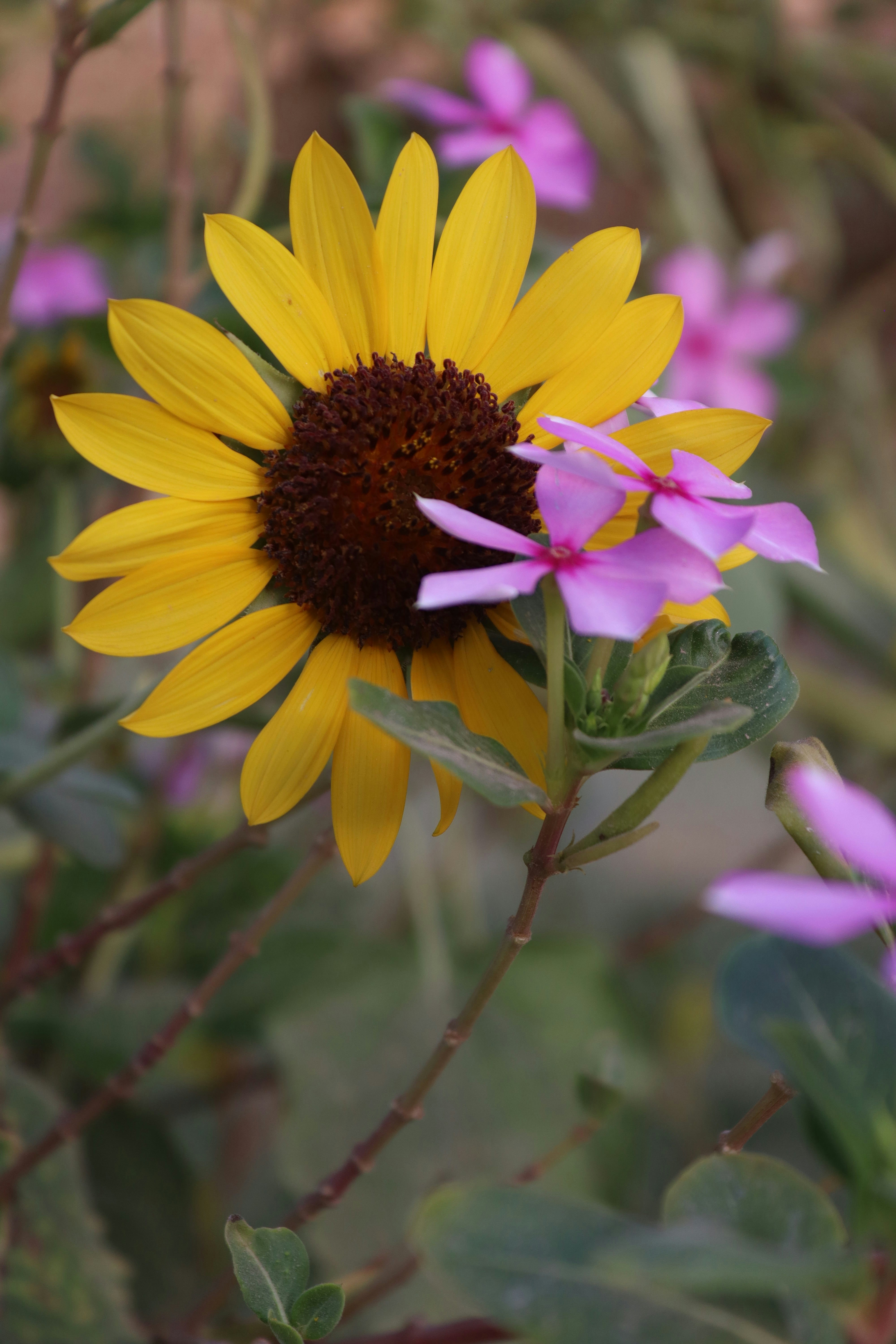 Sunflower Spotlight: A Bright Bloom among Lavender Threads