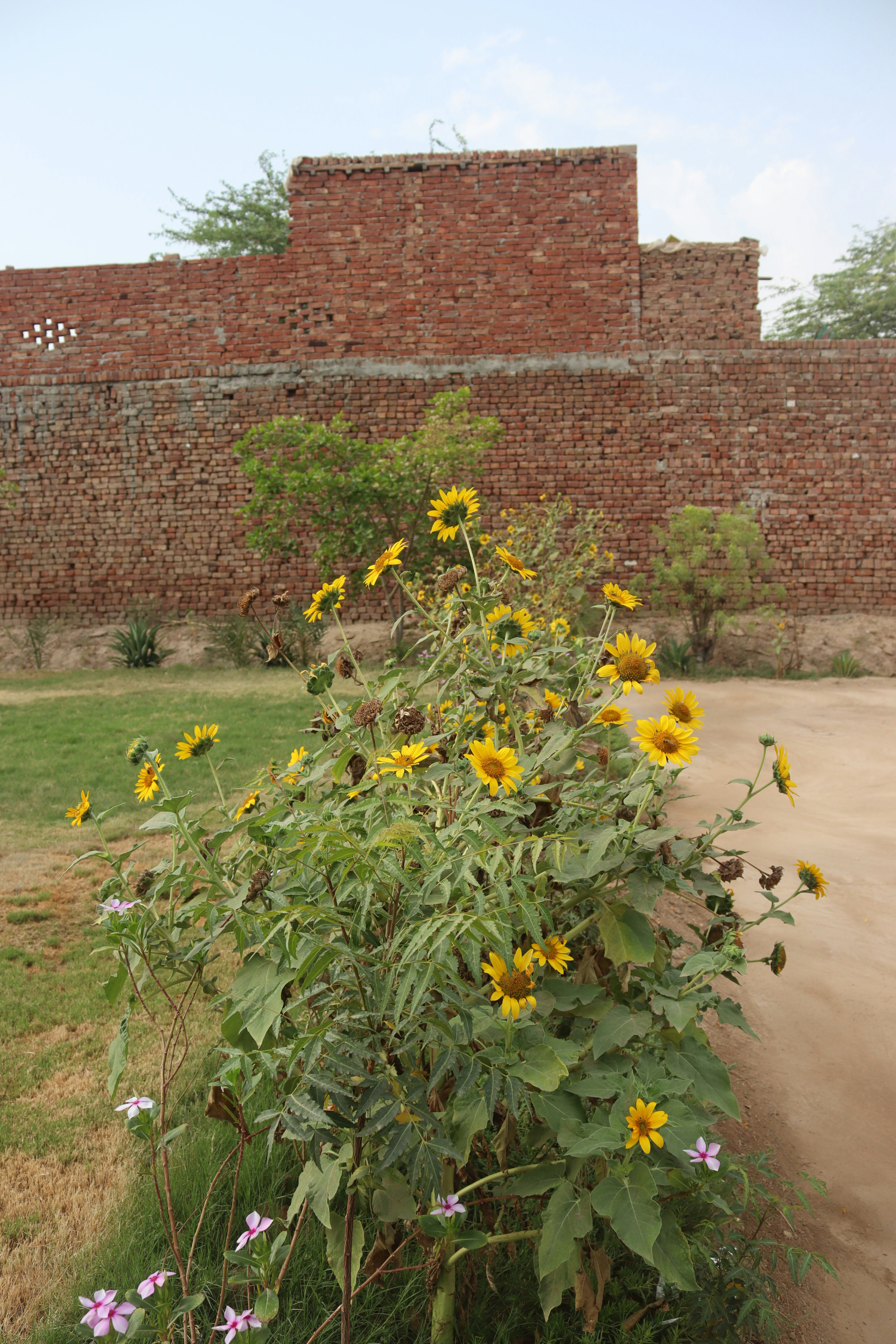 Sunlit Sunflowers Stand Tall Before Old Brick Walls